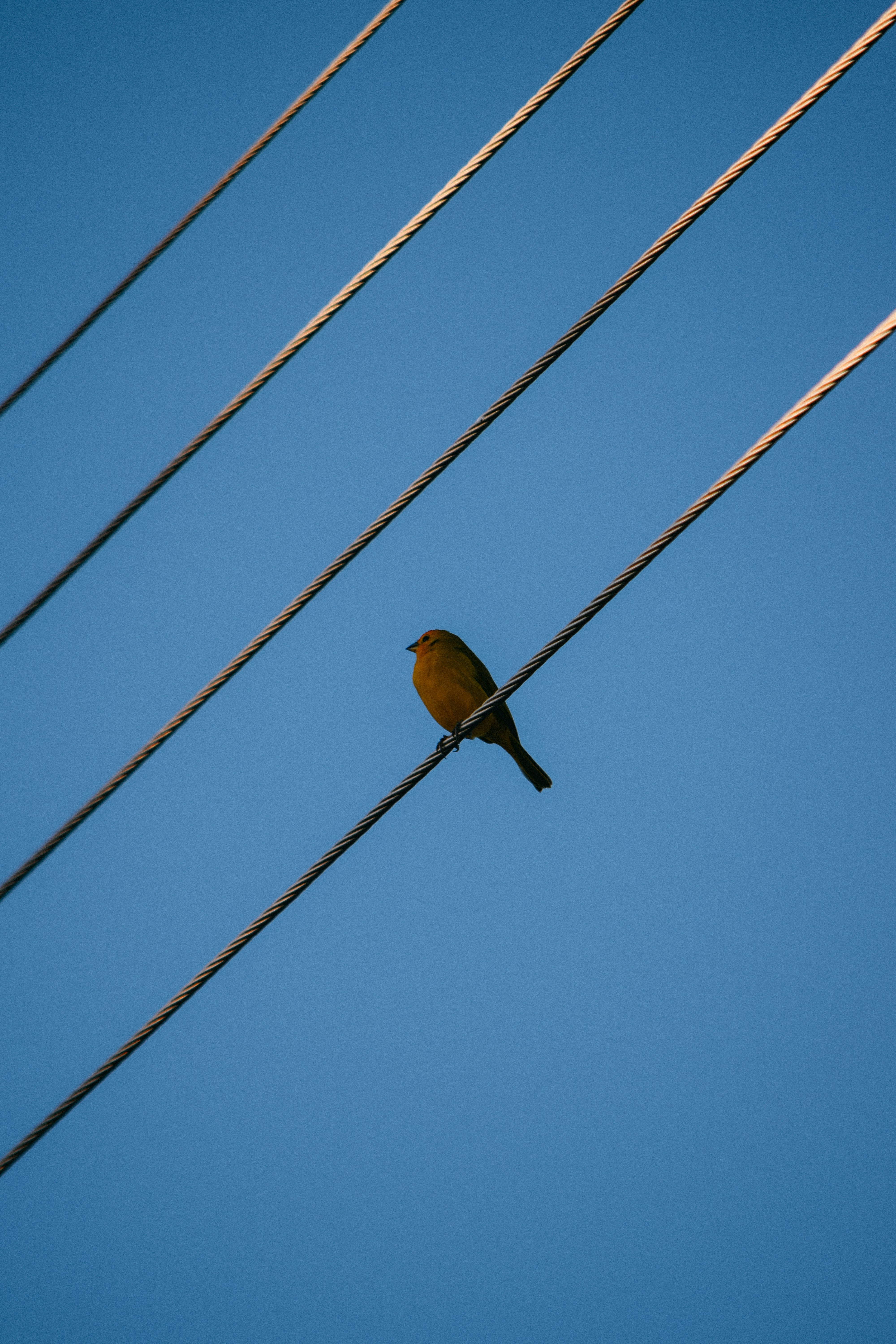 Golden Warbler on a Crisp Urban Wire