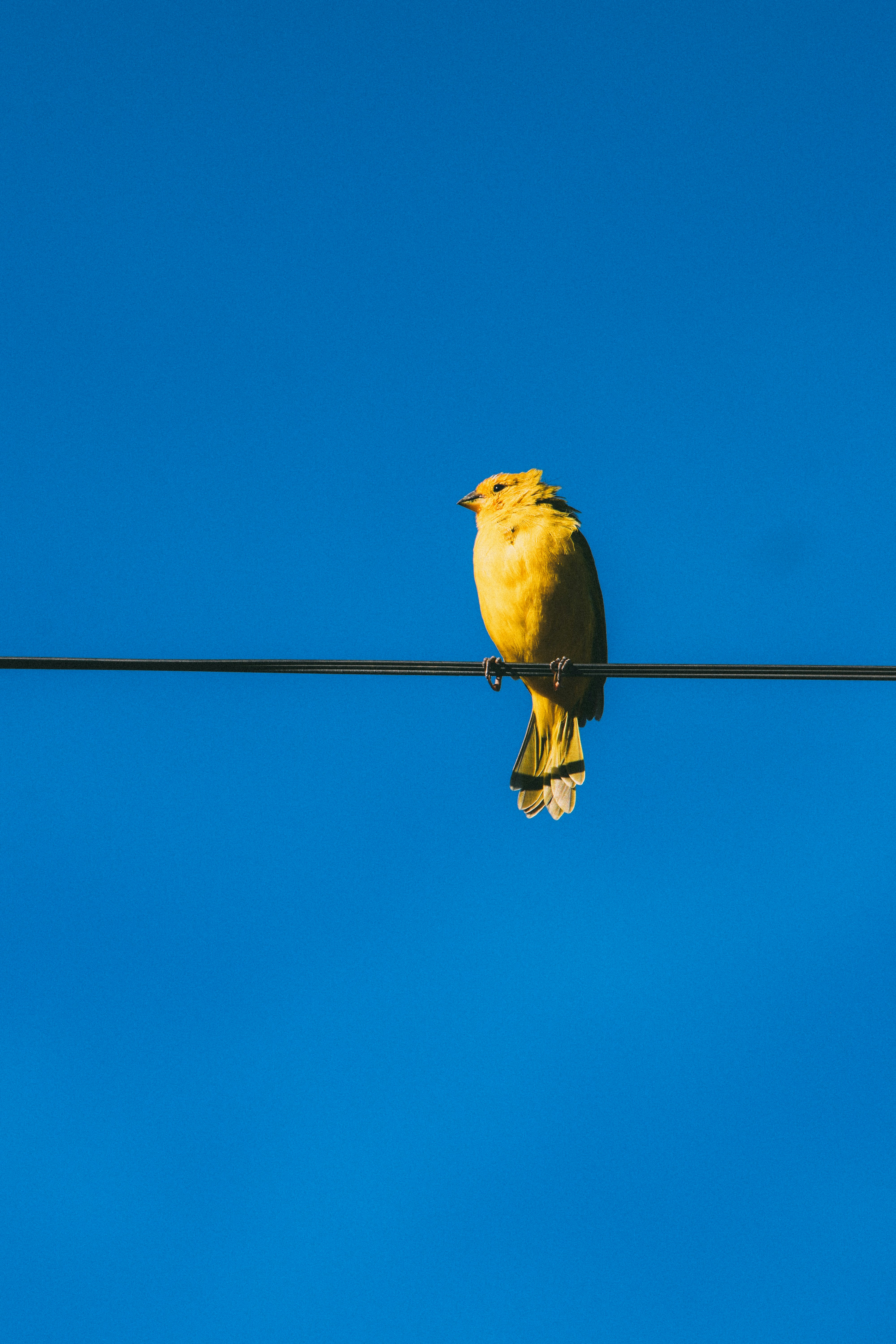 Canary (Belga) on a gray / blue background A minimalist studio portrait of a vibrant yellow Belgian canary perched calmly against a smooth, muted gray and blue gradient background. The clean composition highlights the bird's bright plumage, delicate feathers, and sharp gaze, creating a striking color contrast that feels serene, elegant, and perfect for nature and avian photography.