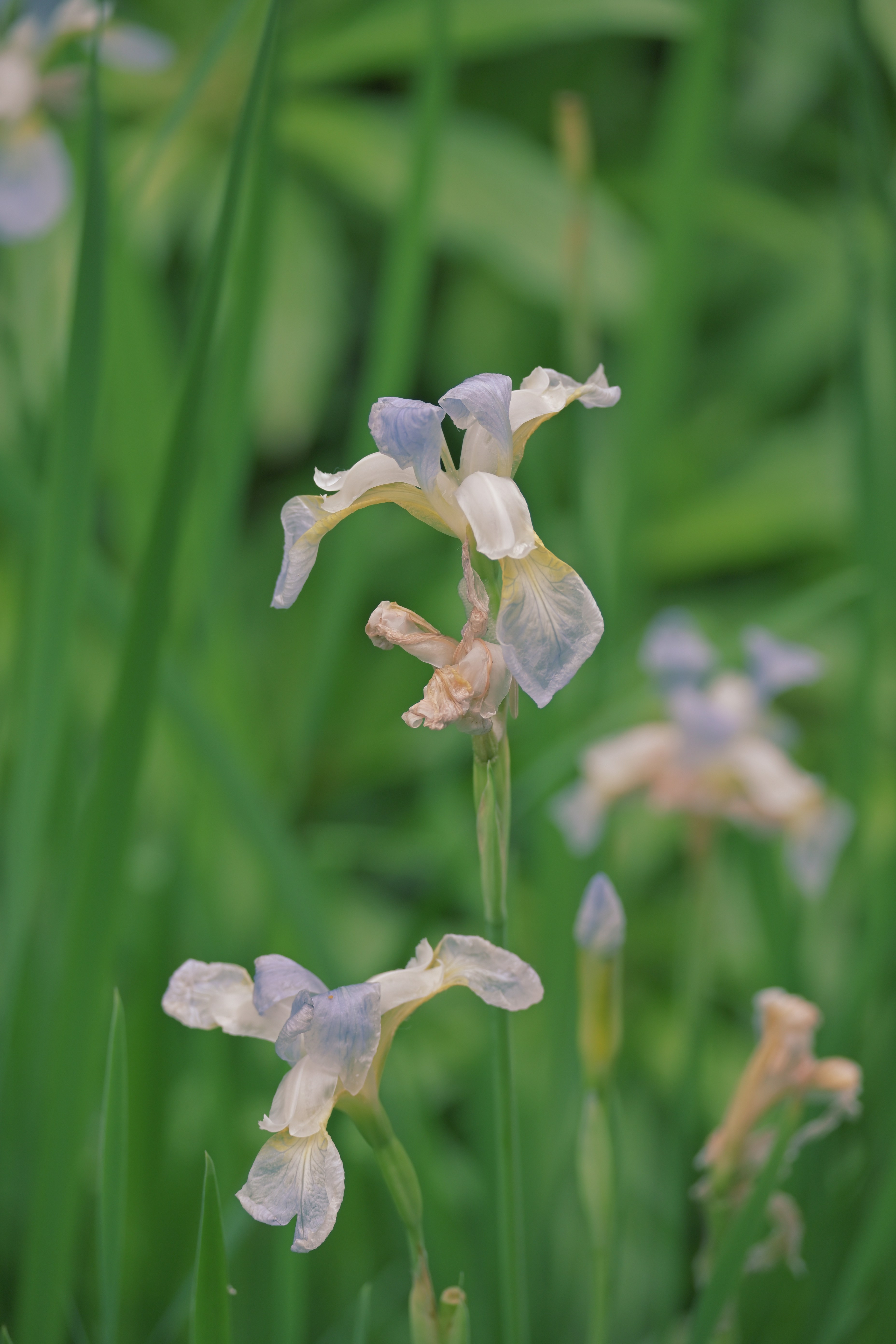 Soft-focus iris blossoms rise among lush green blades, emphasizing delicate petals and pastel hues with a shallow depth of field.