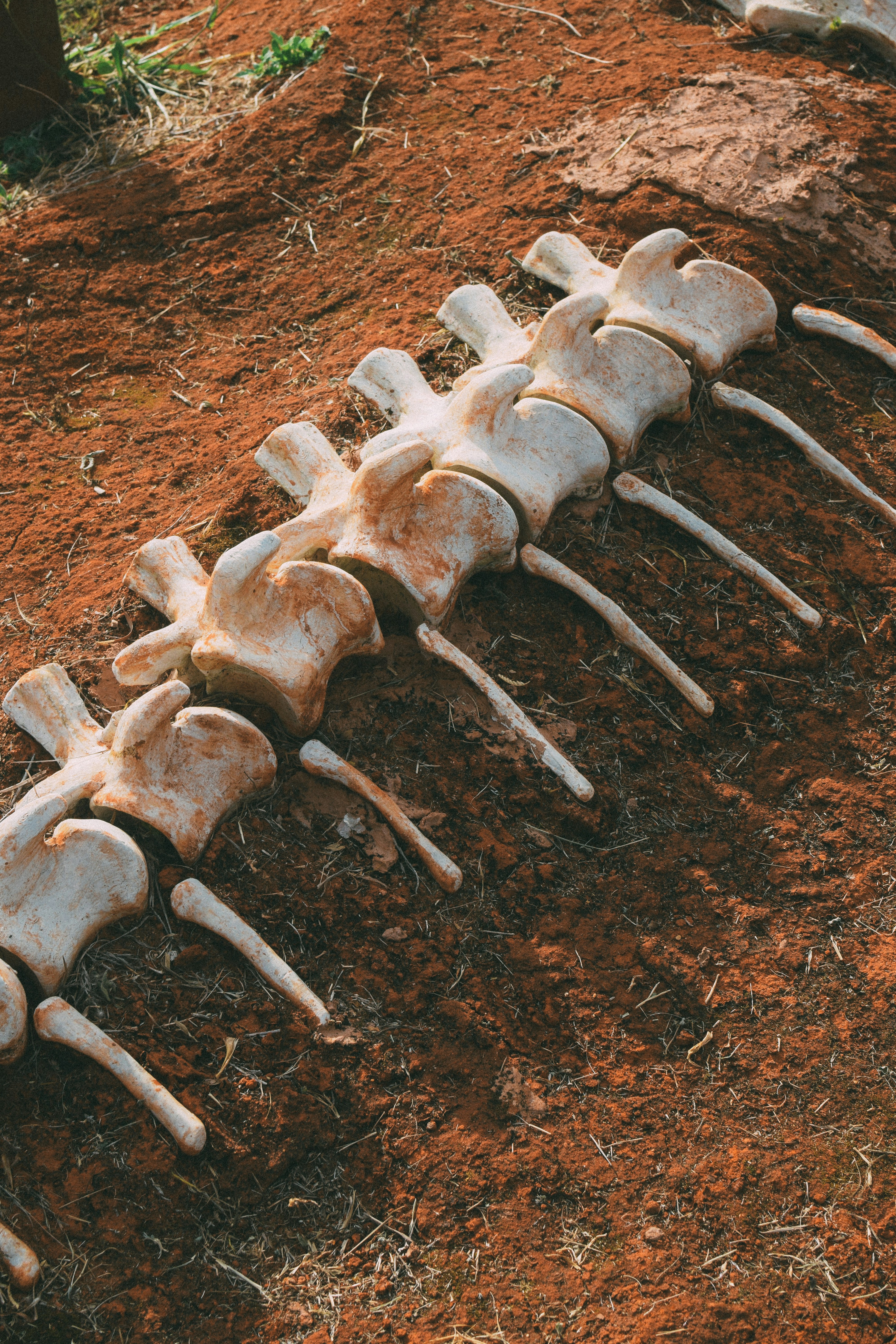 Row of weathered vertebrae resting on red soil