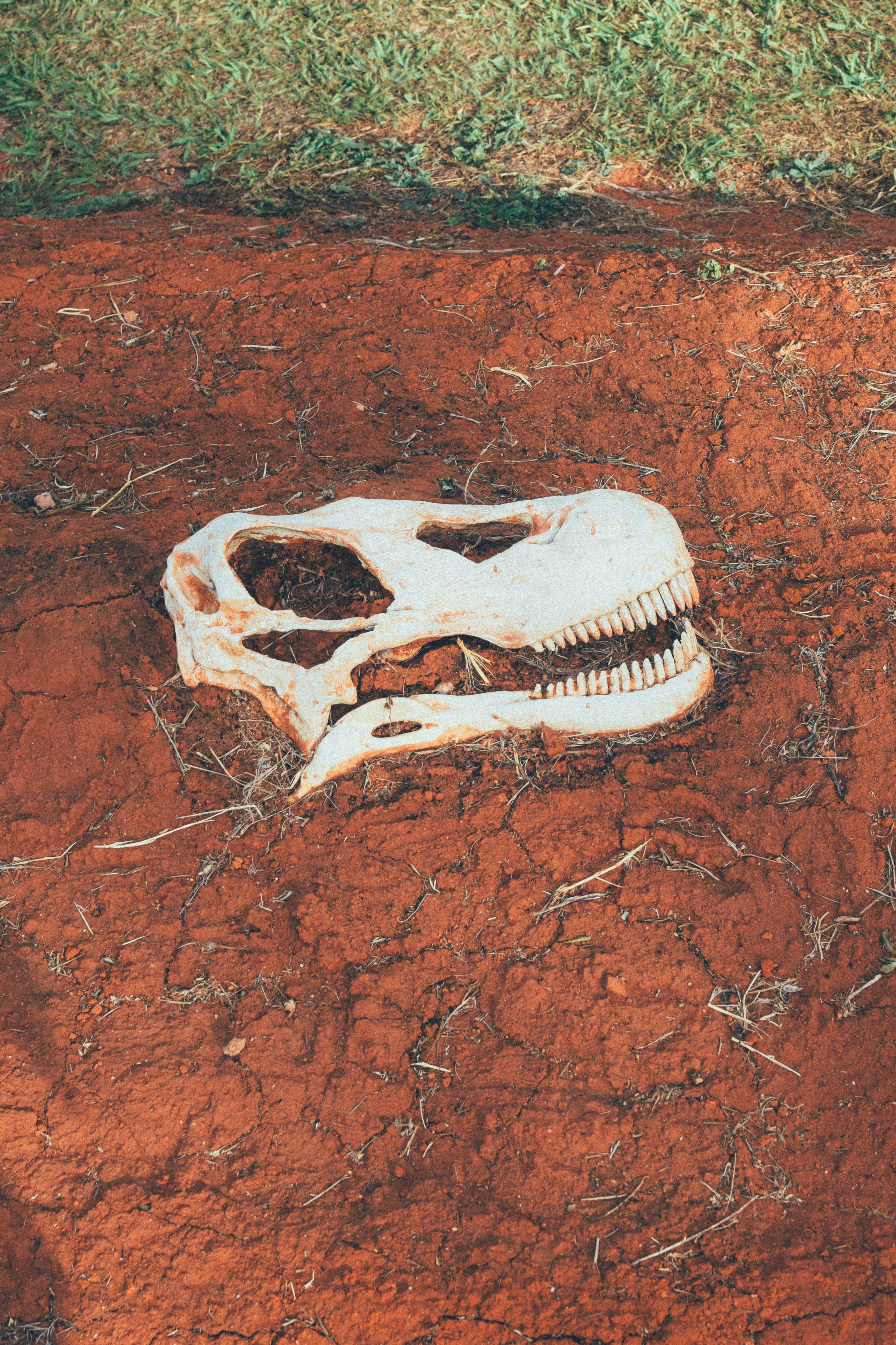 Deserted Skull in Red Earth