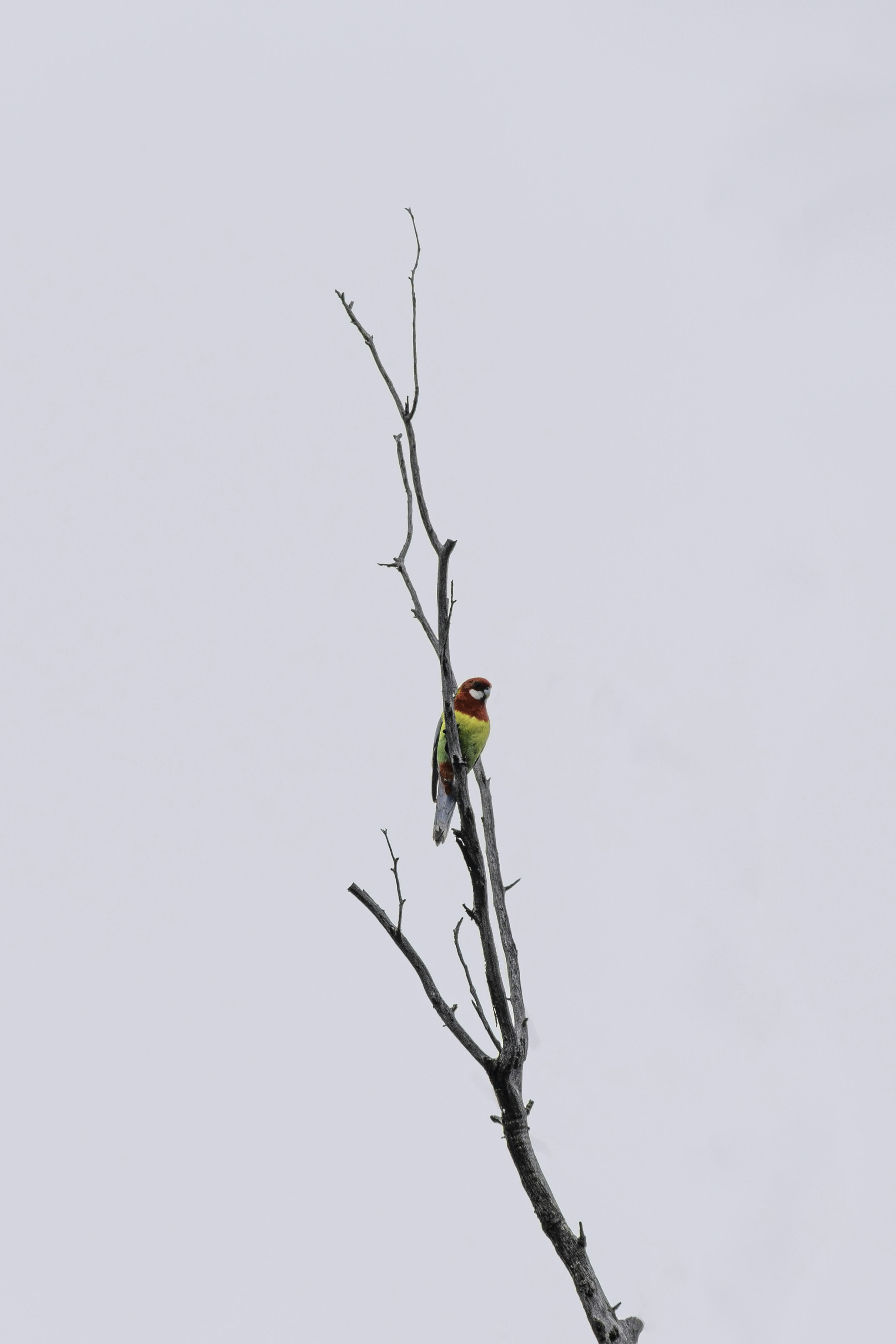 Rainbow Lorikeet