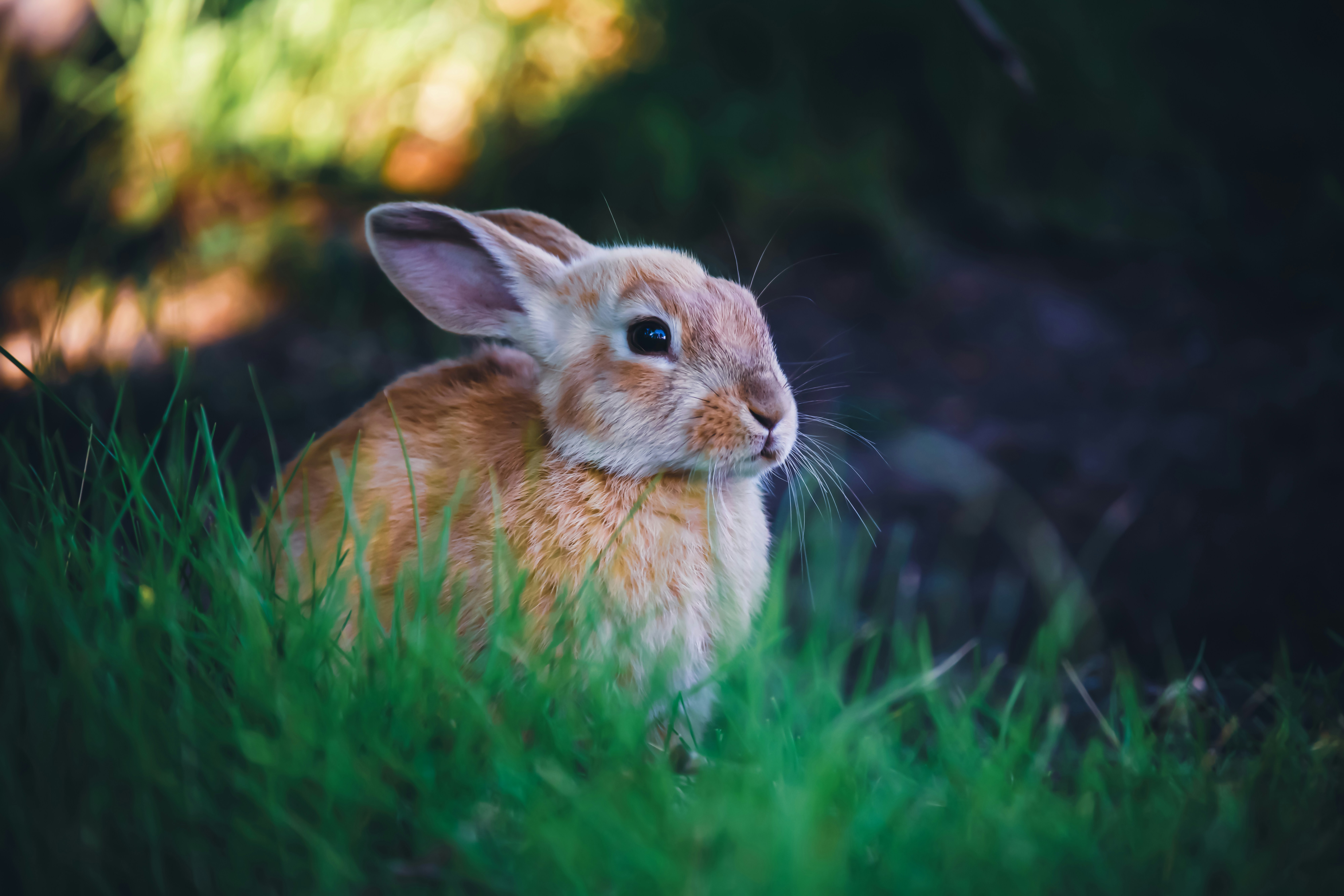 Soft-Eyed Grassy Wanderer: A bunny emerging from the shadows