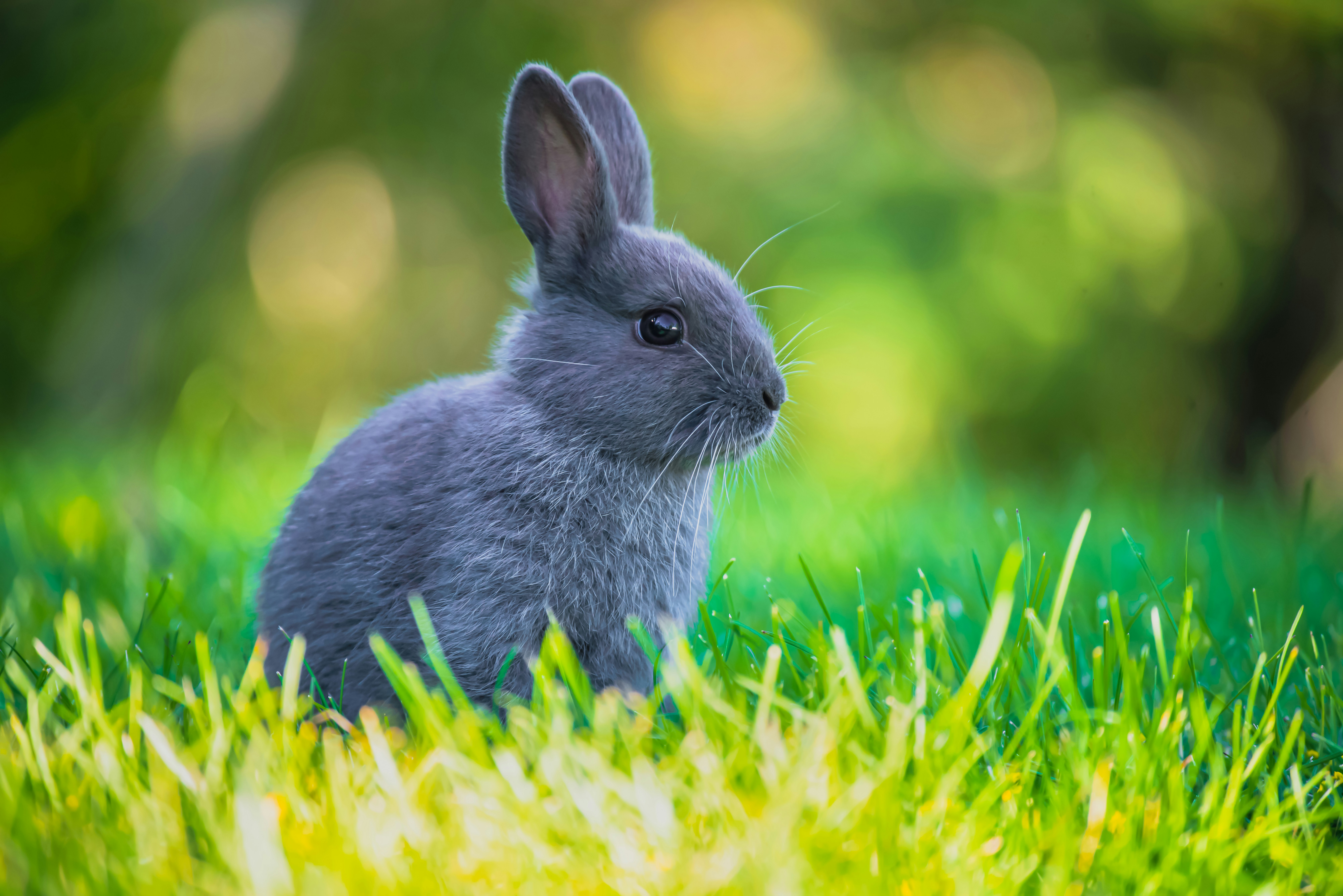 Silent Grey Watcher in a Sunlit Meadow