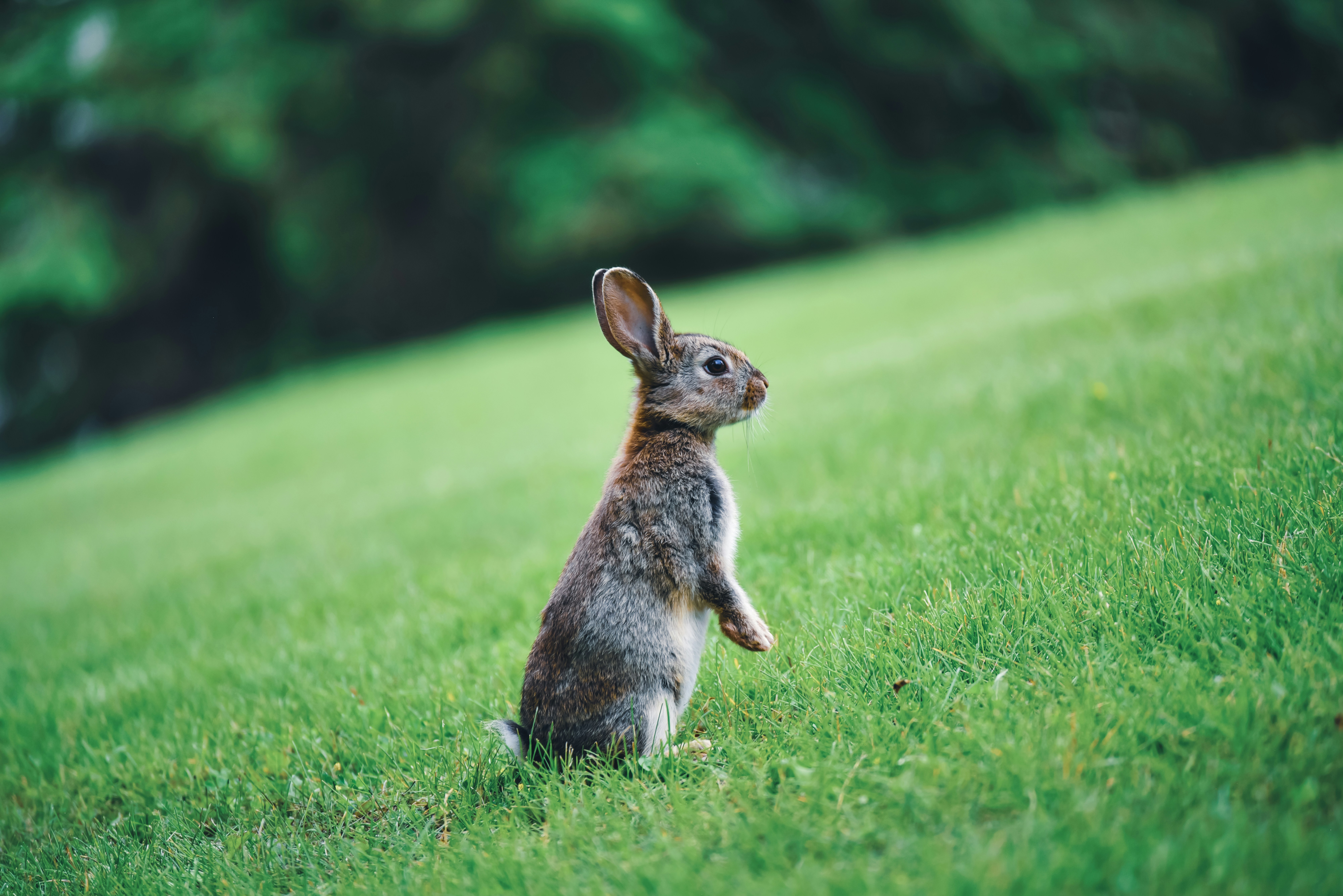 High Grass Hop: A curious rabbit mid-stand in sunlit meadow