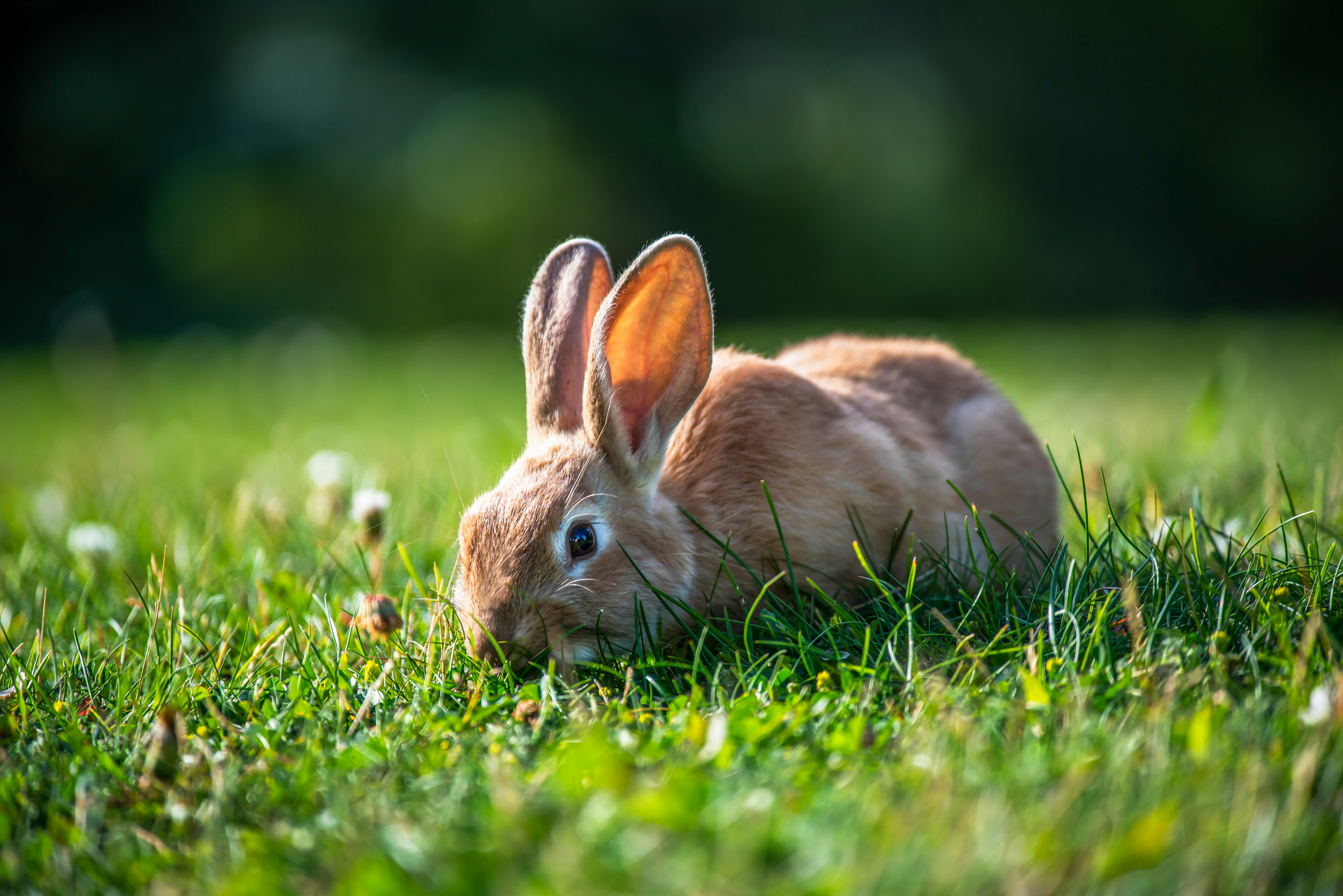 Midfield Hare: Sunlit Burrow in a Quiet Meadow