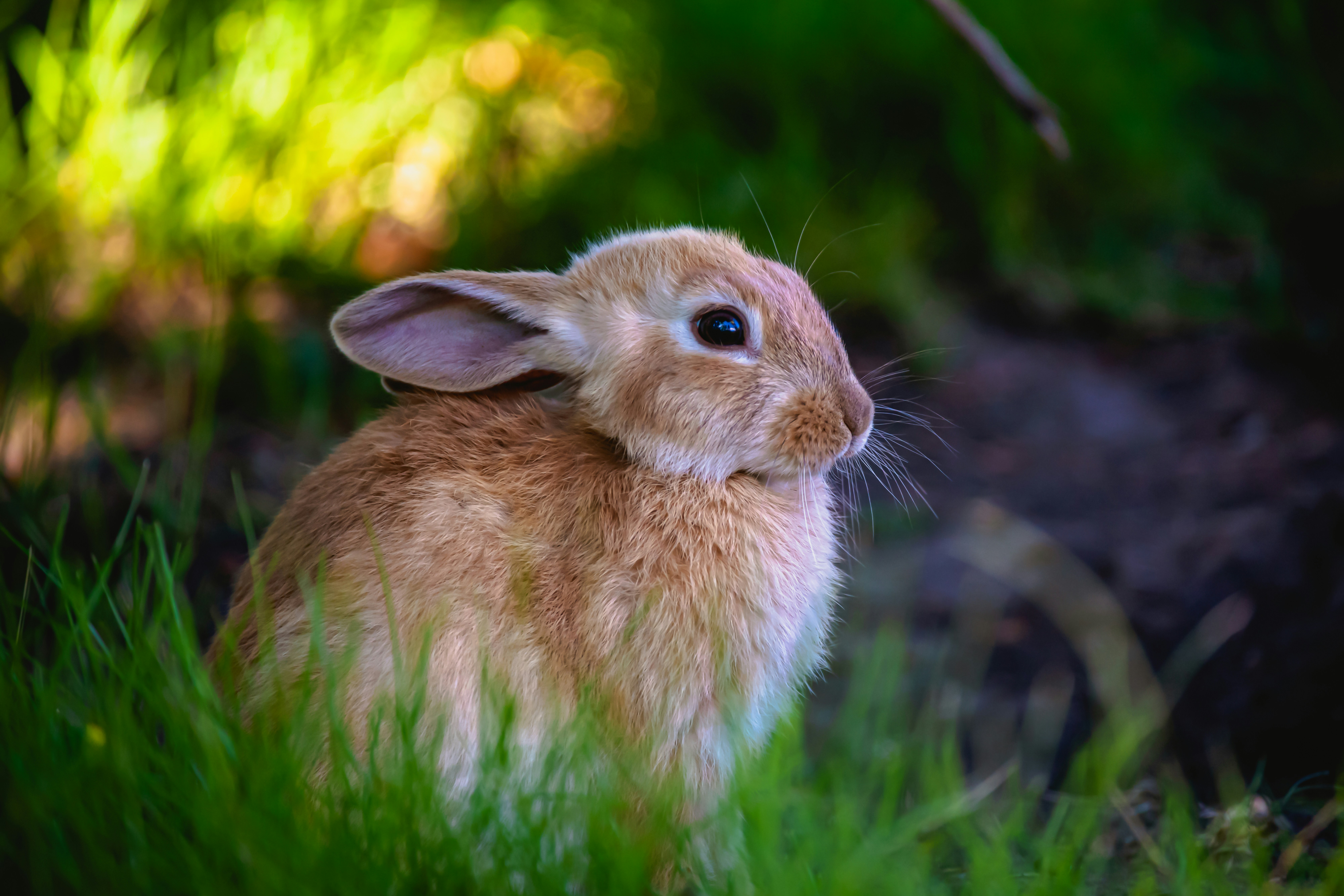 Sunlit Bunny in a Quiet Patch of Green