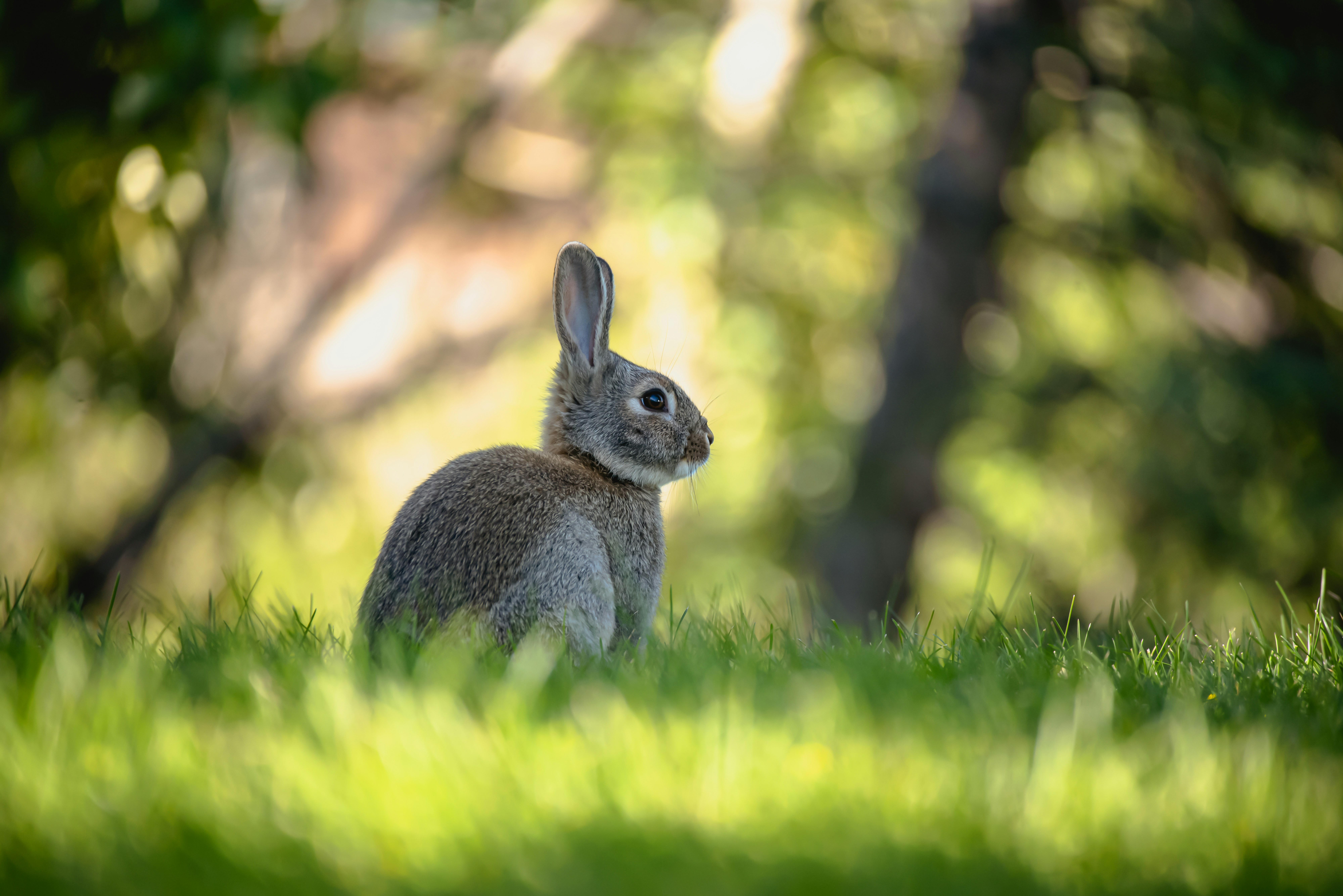 Curious Hare: Portrait in Sunlit Meadow