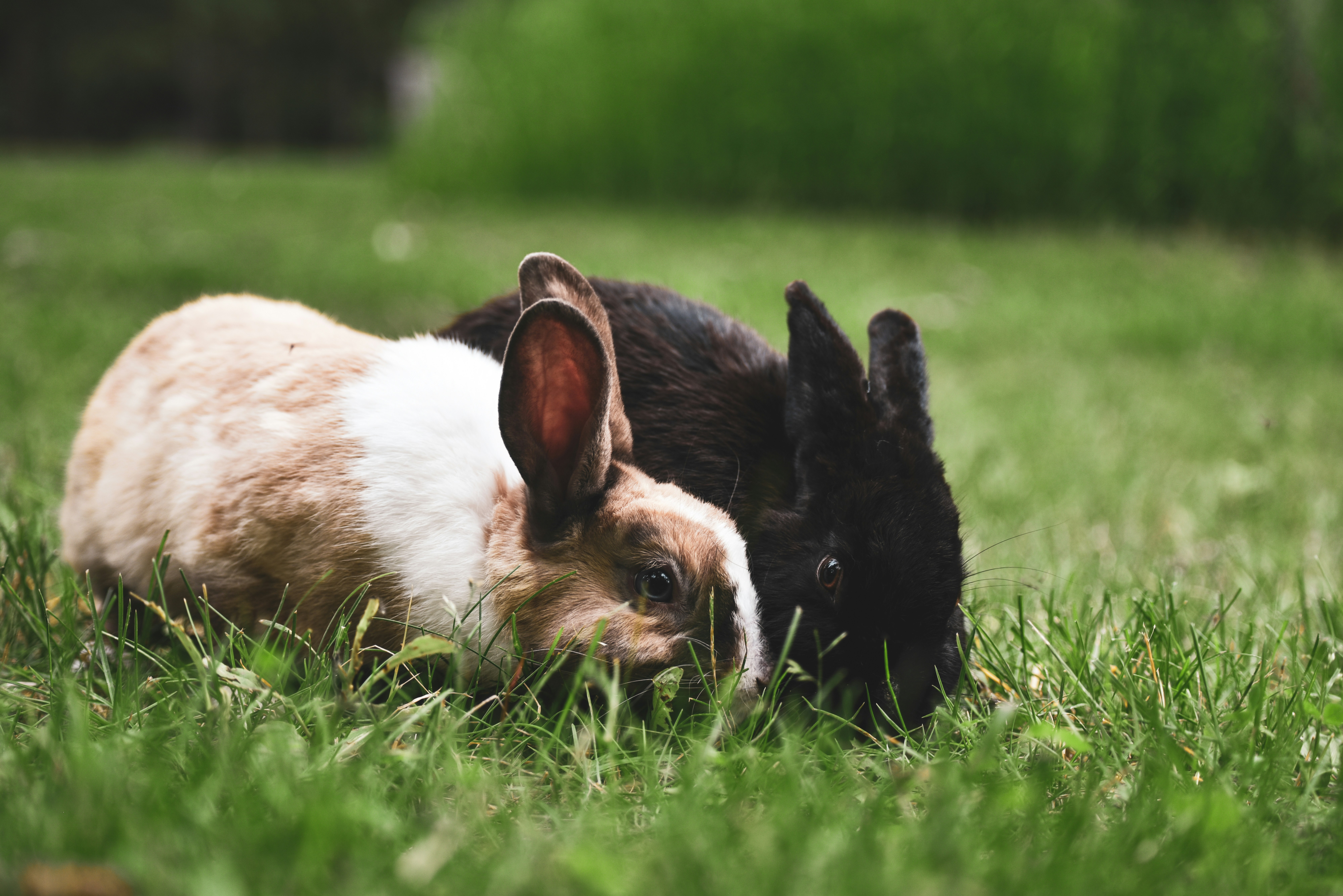 Two Bunnies, One Quiet Meadow