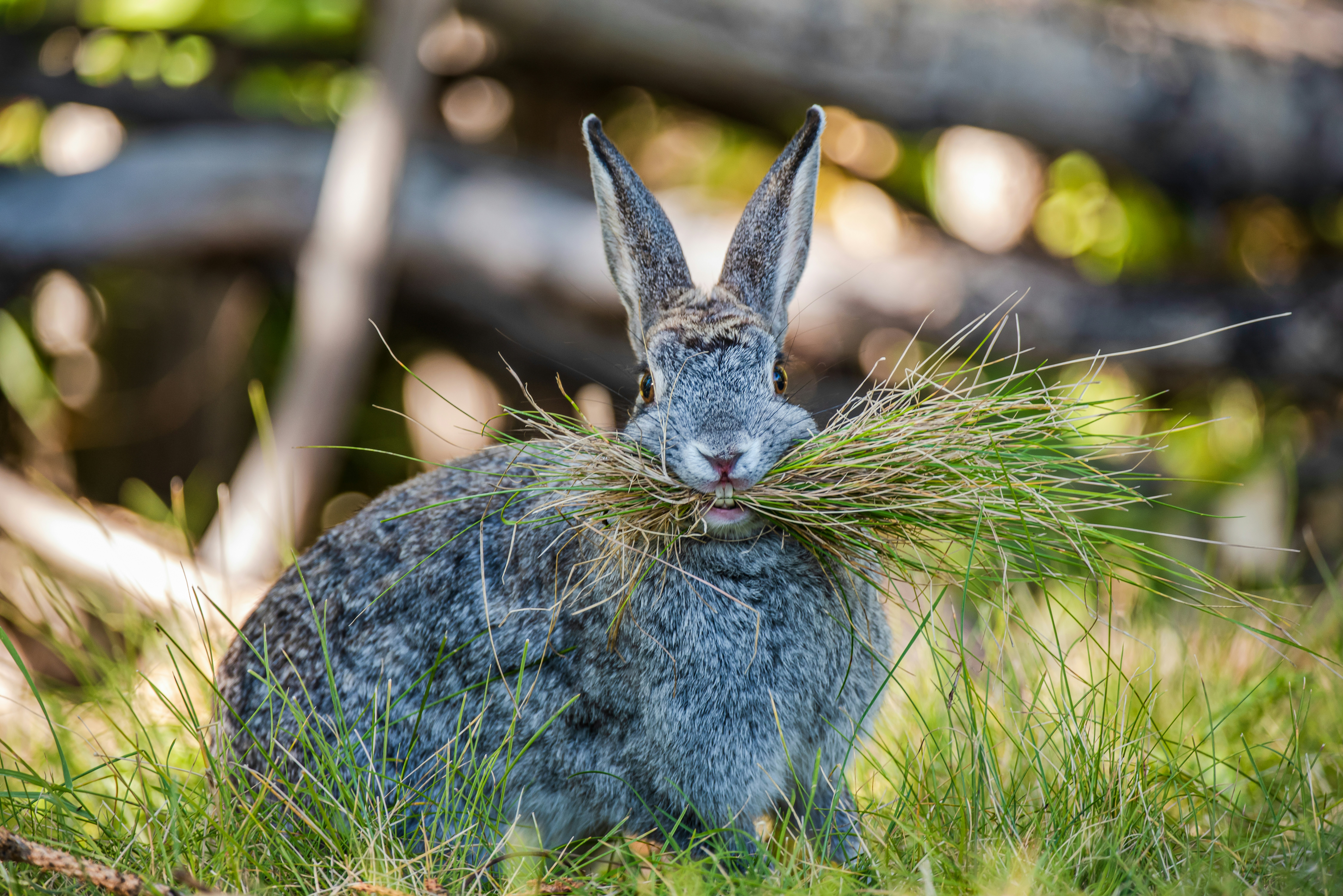 Sunny Grass-Earred Sentinel in a Rustic Glade