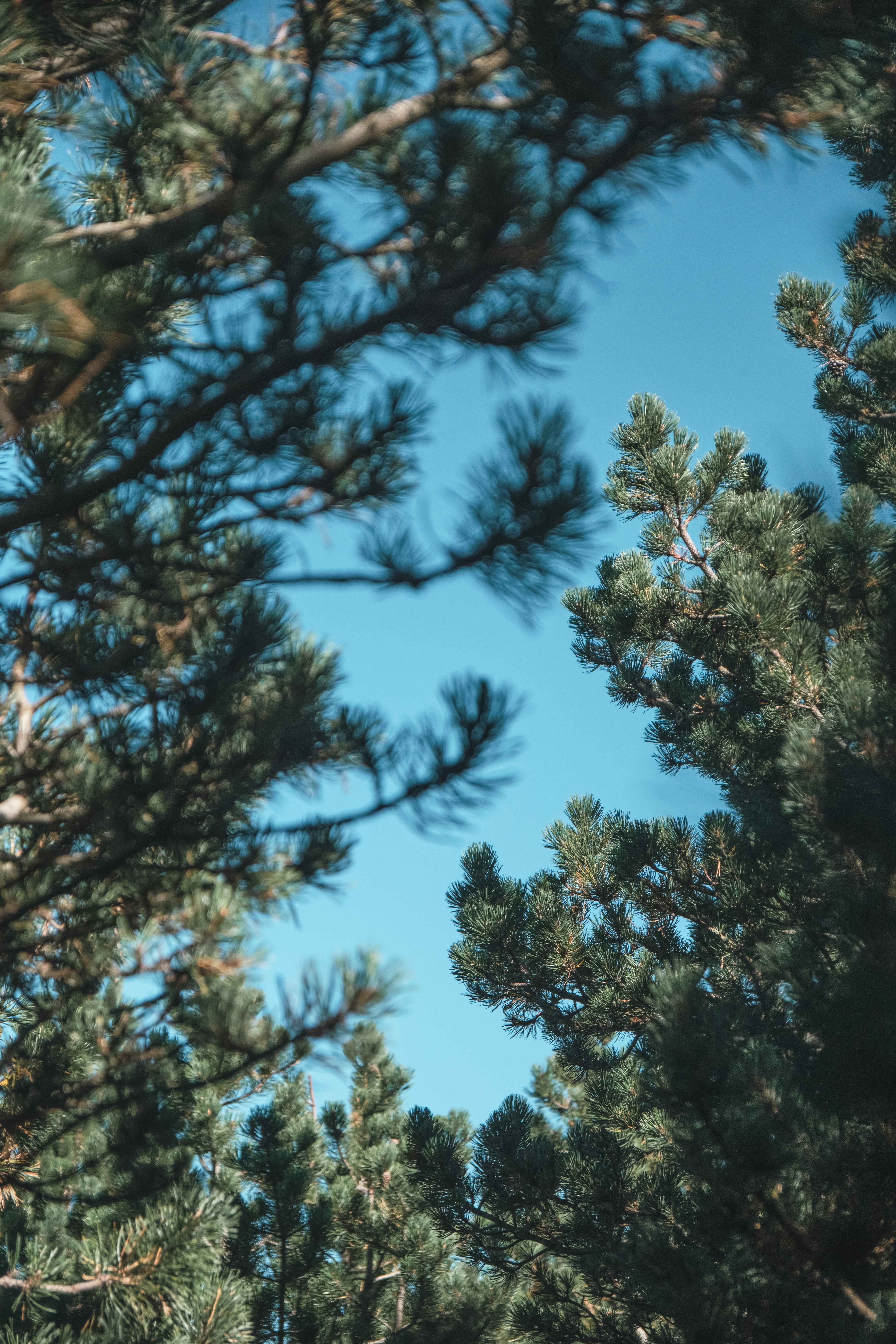 Skyward Gaps: Pine Branches Framing a Clear Blue