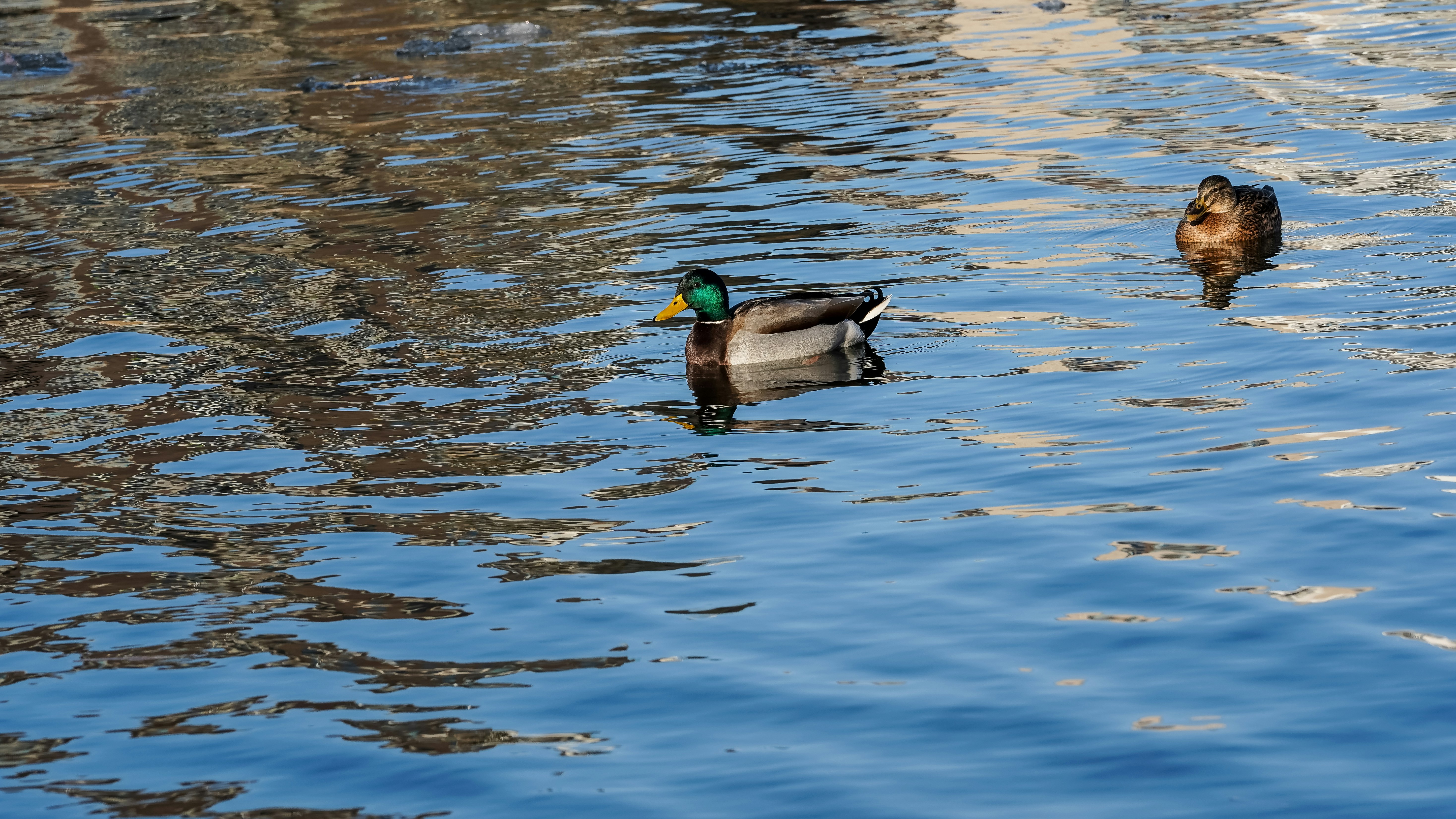 Distant Mallard Duo on Quiet Riverscape