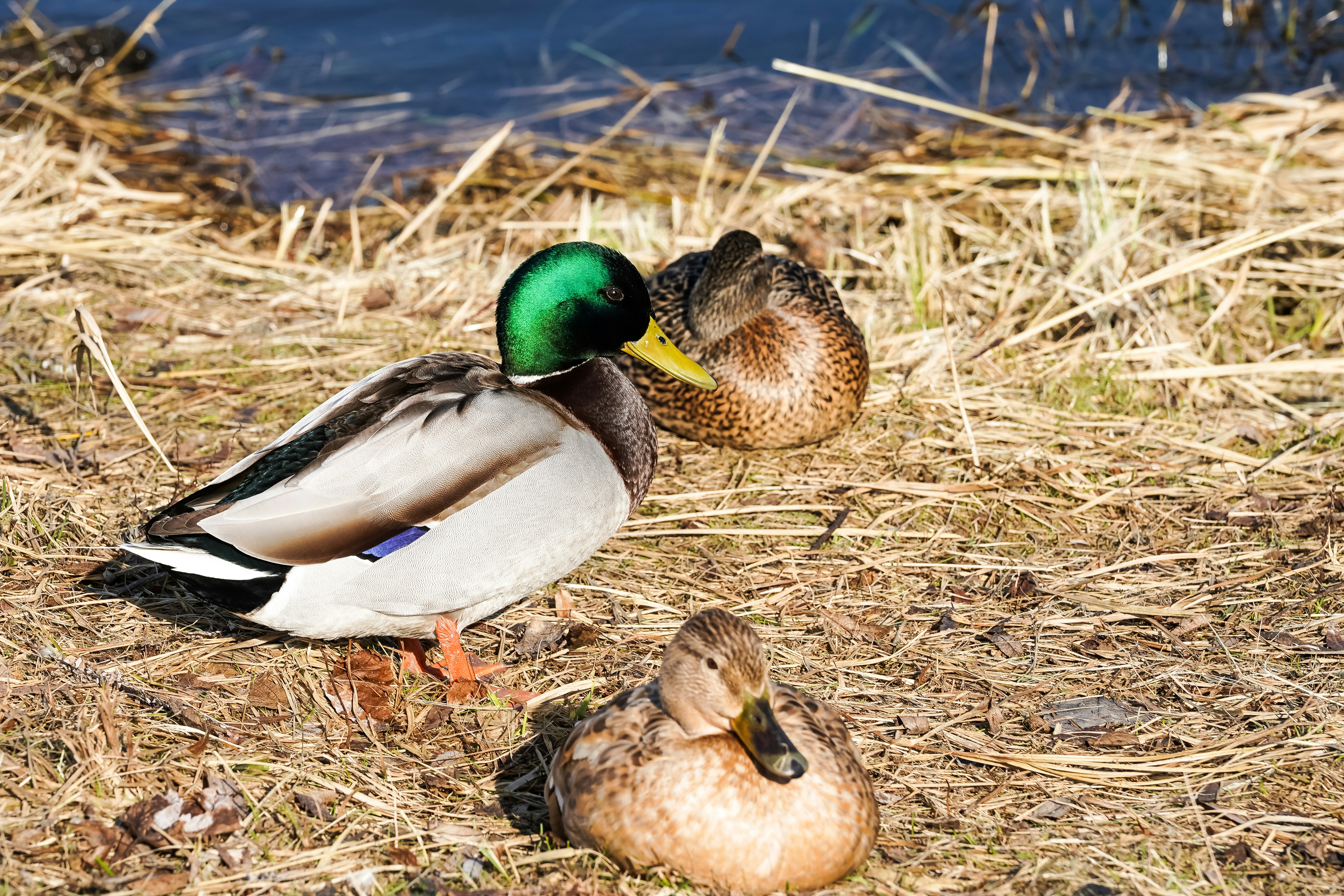 Green-Eyed Drifter: A Pair Among Dried Reeds by the Shore