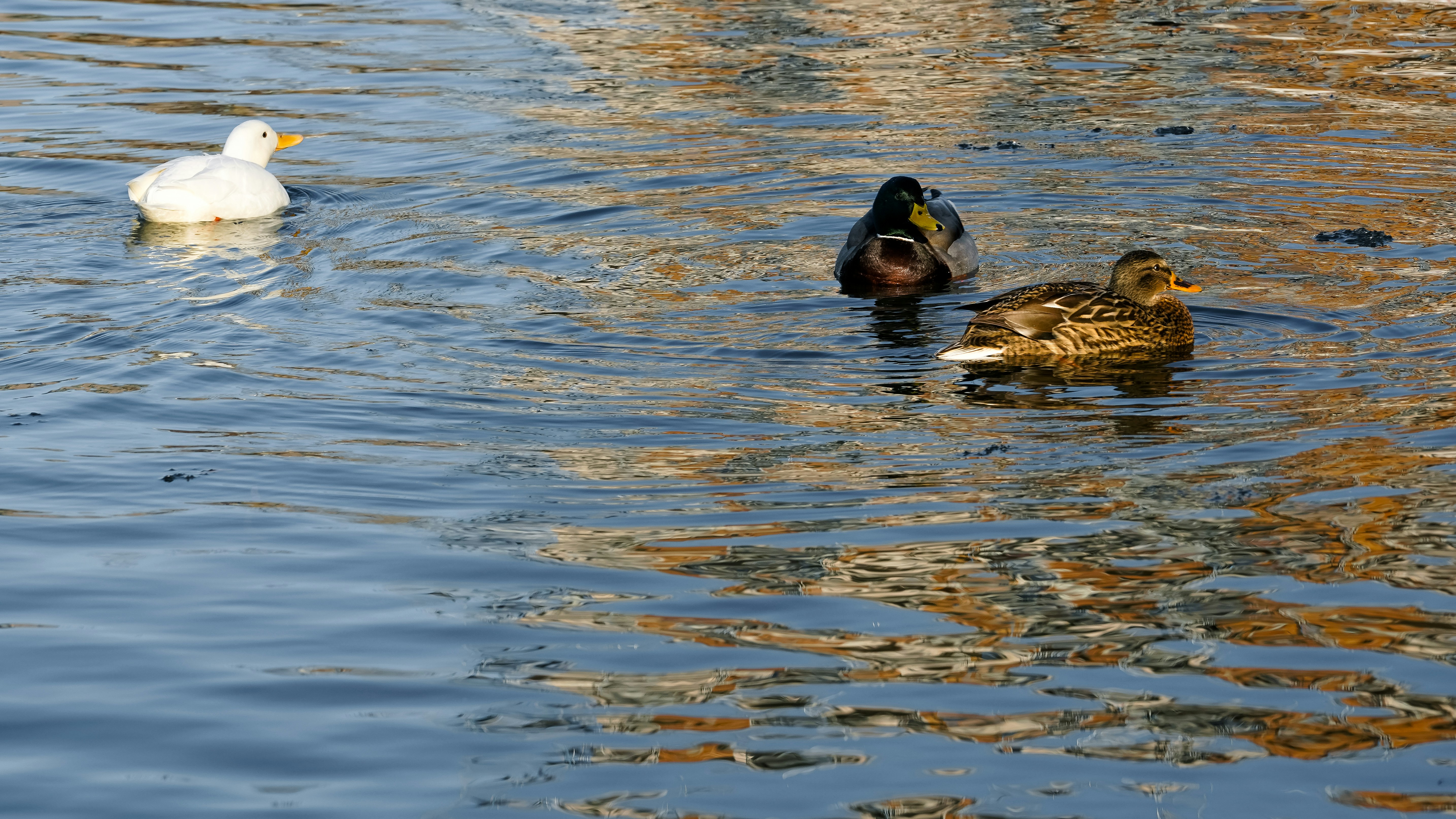 Ducks on shimmering water: a trio at dusk