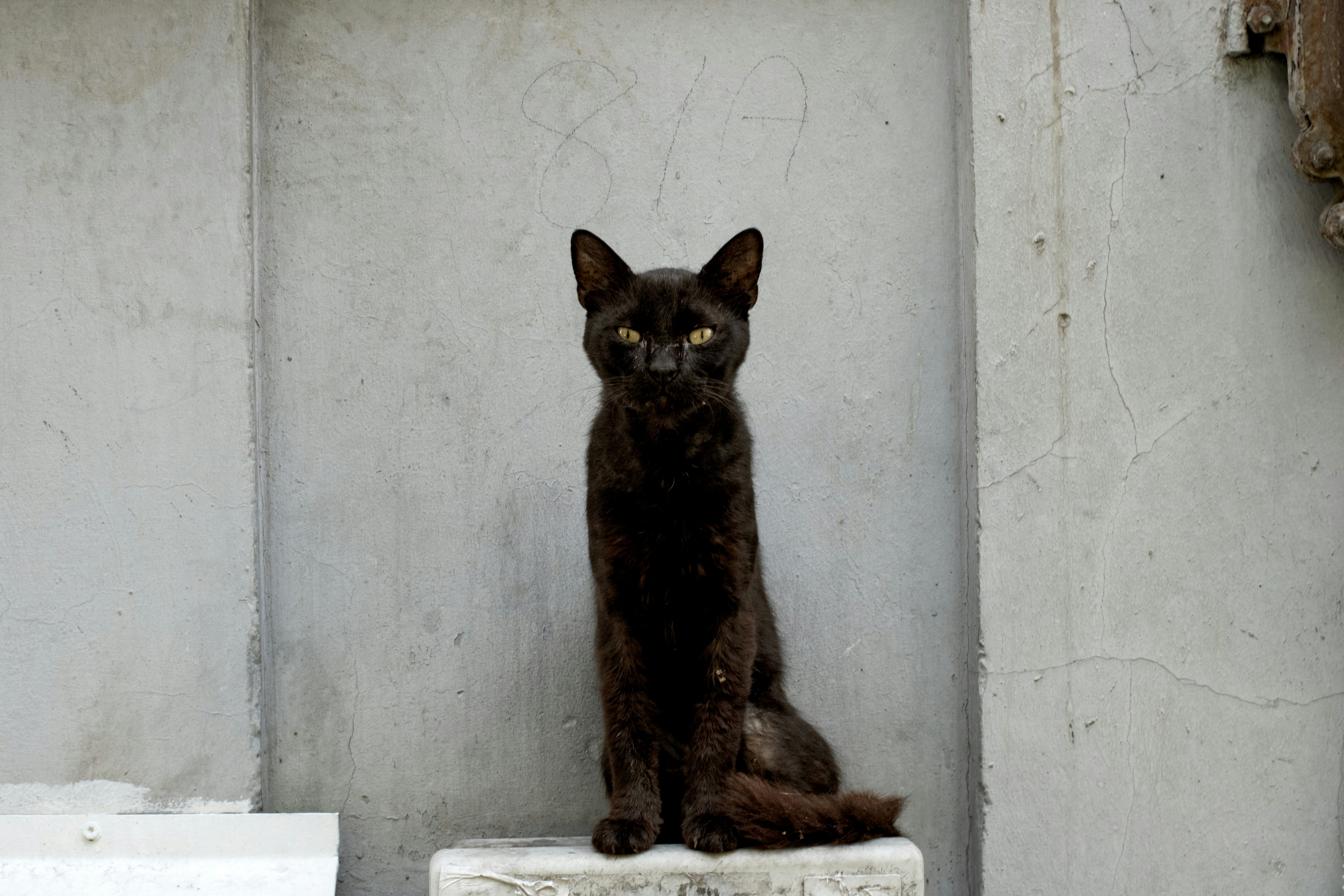 Midnight Sentinel: A black cat perches before a weathered wall