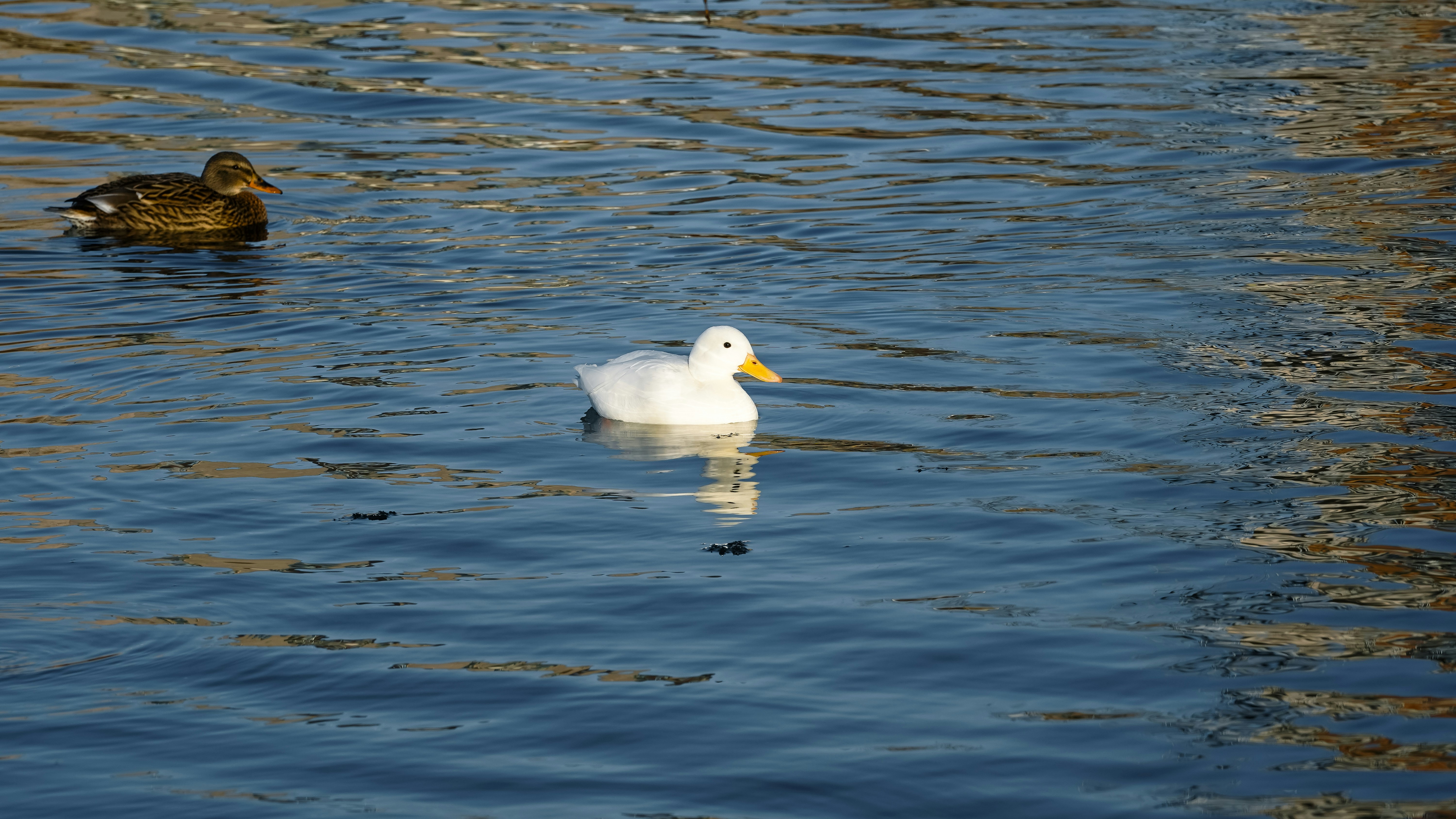 White Mallard on Quiet Blue Ripples