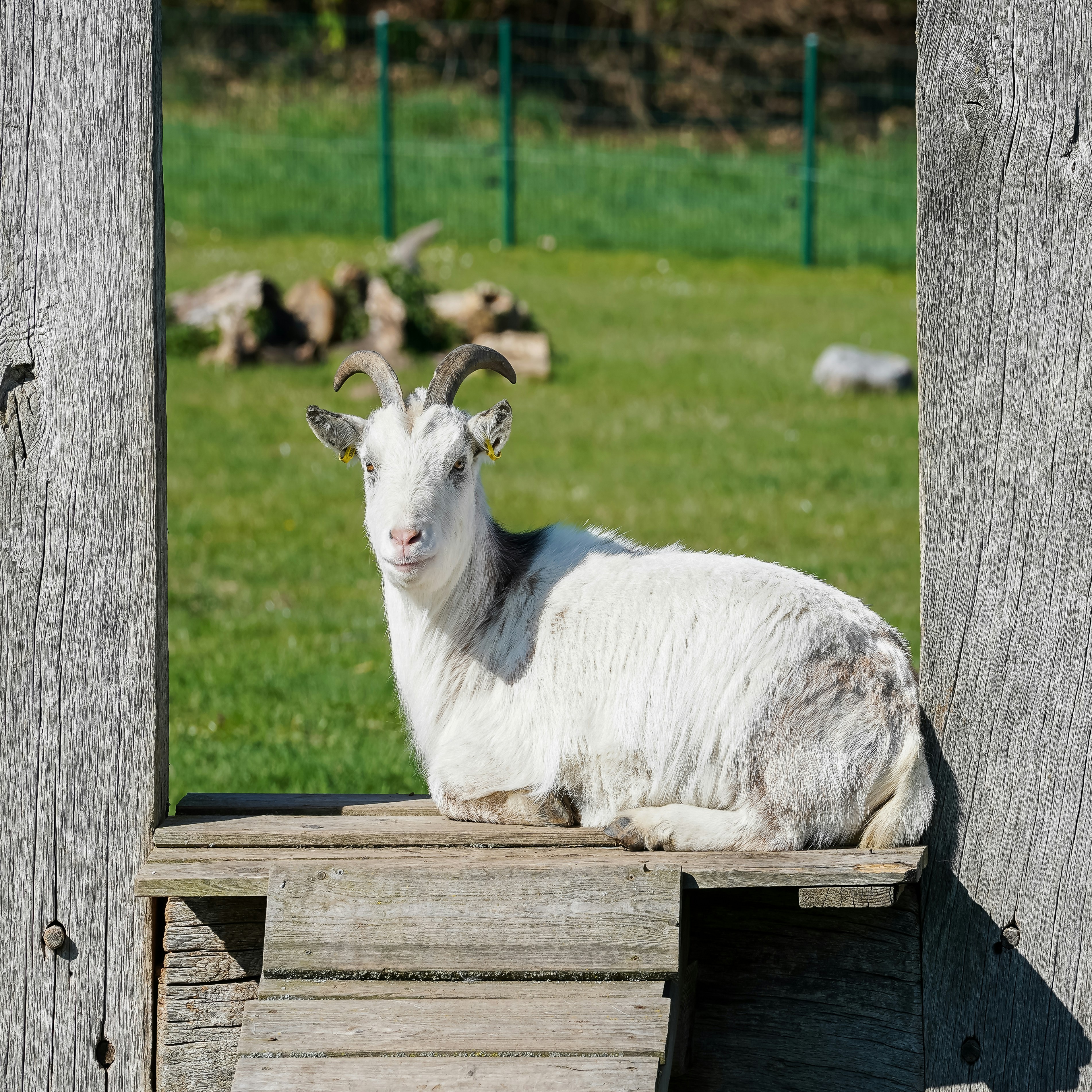 Goat at the Gate: White Cap on a Weathered Wooden Frame