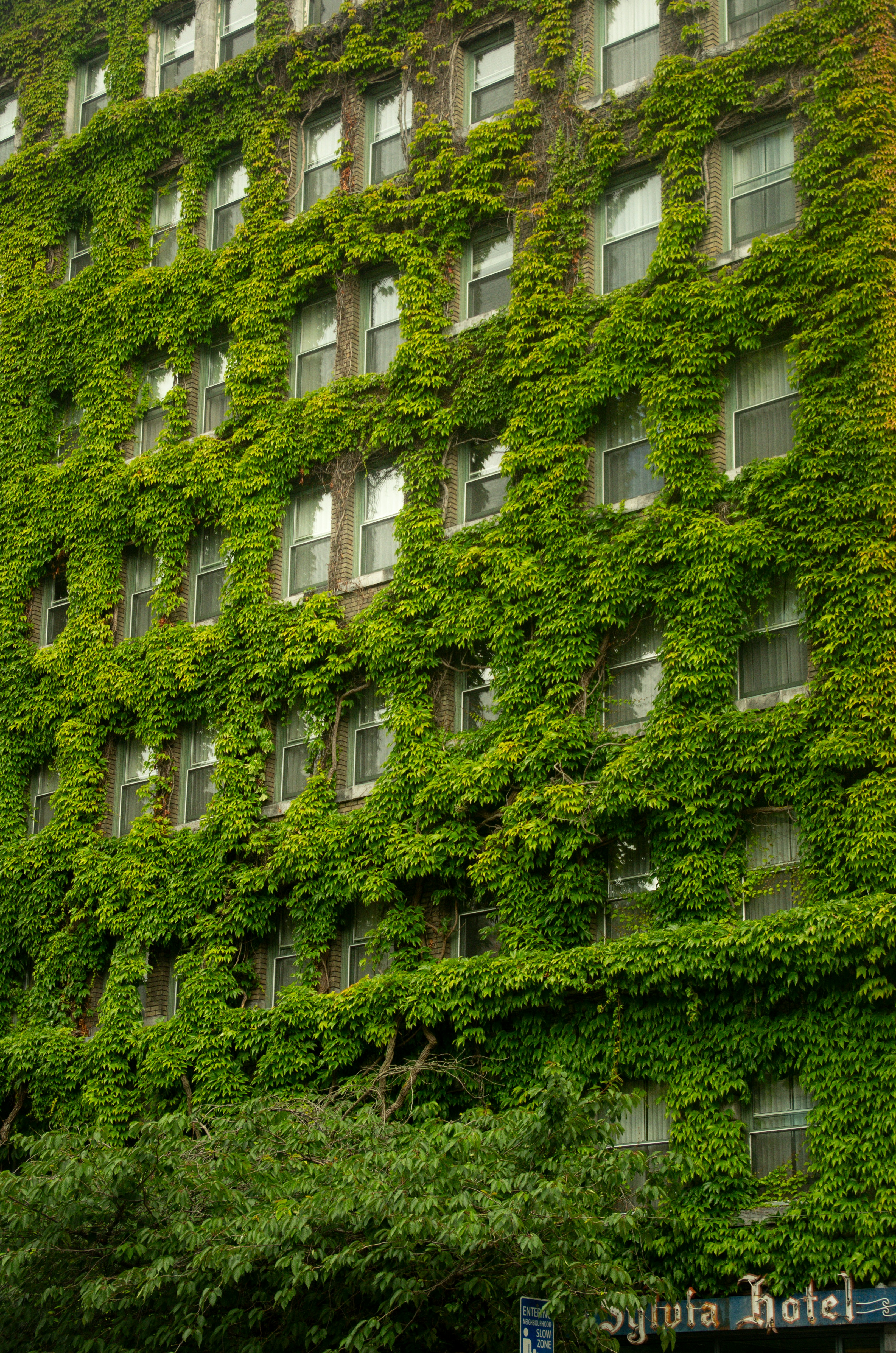 Ivy-covered hotel exterior with repeating window patterns across multiple stories, captured in soft morning light.