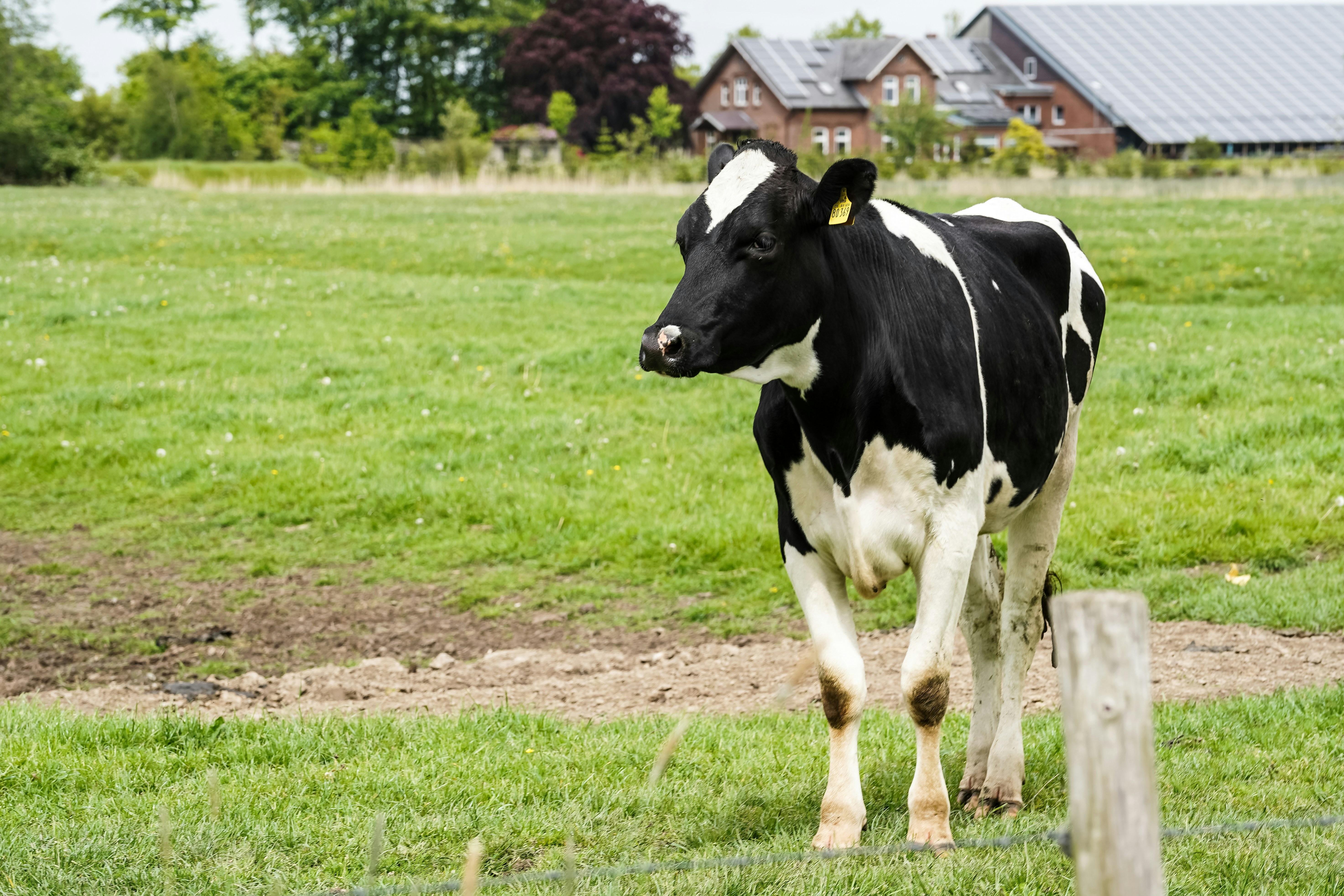 Pastureward: A Holstein Bull Strolls in the Field