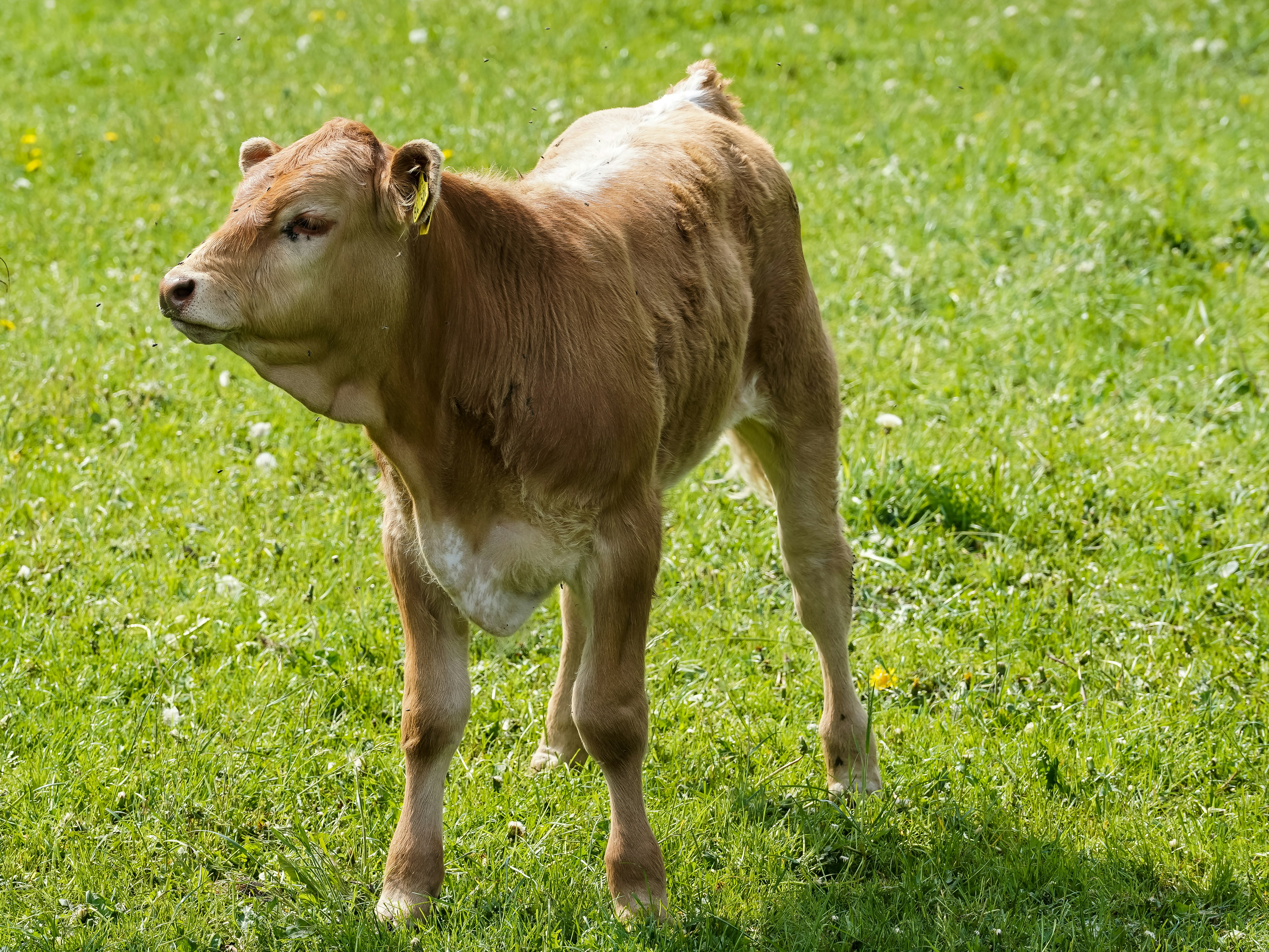 Pasture Wanderer: A Curious Calf in Sunlit Green