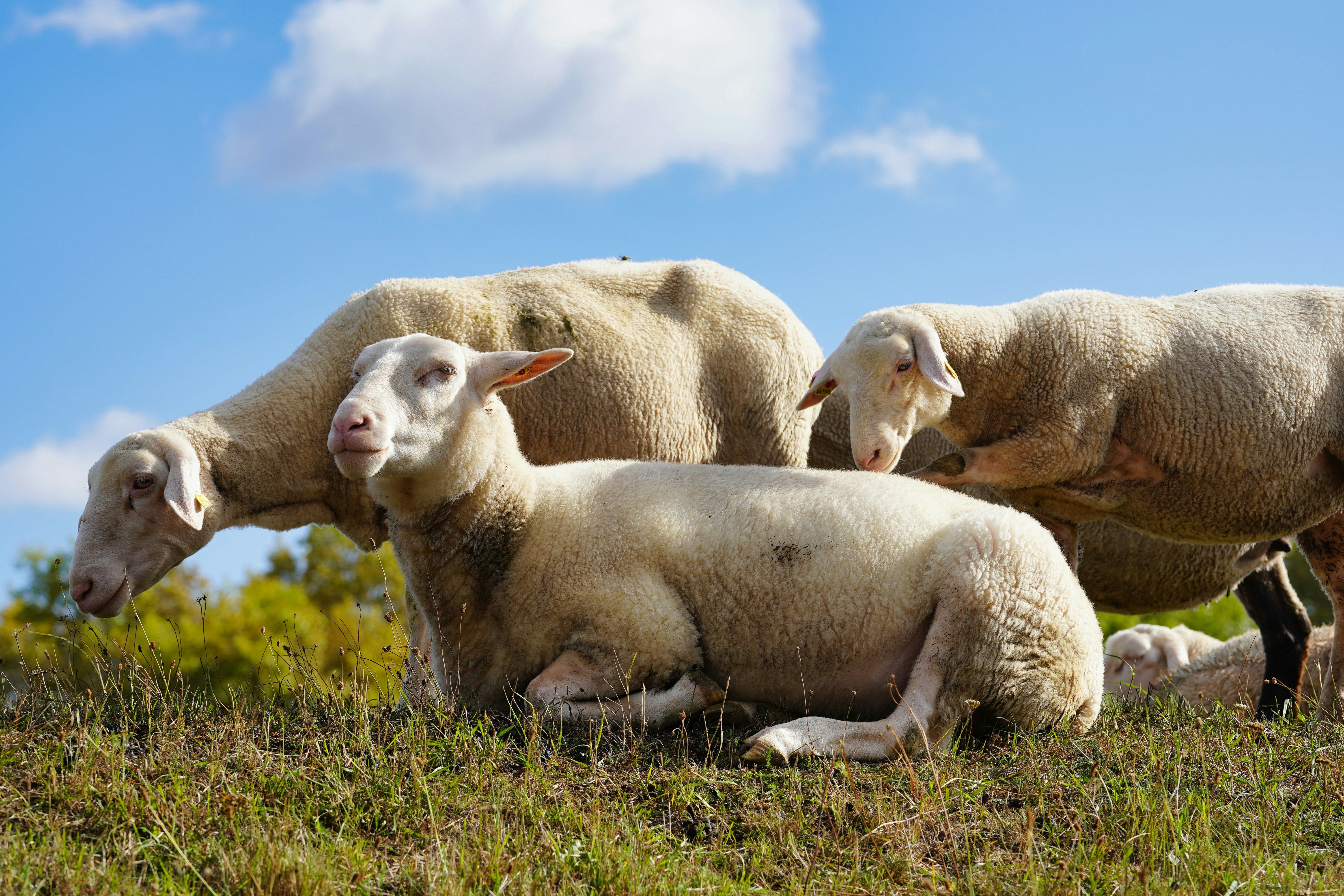 Herd at Rest under a Bright Sky