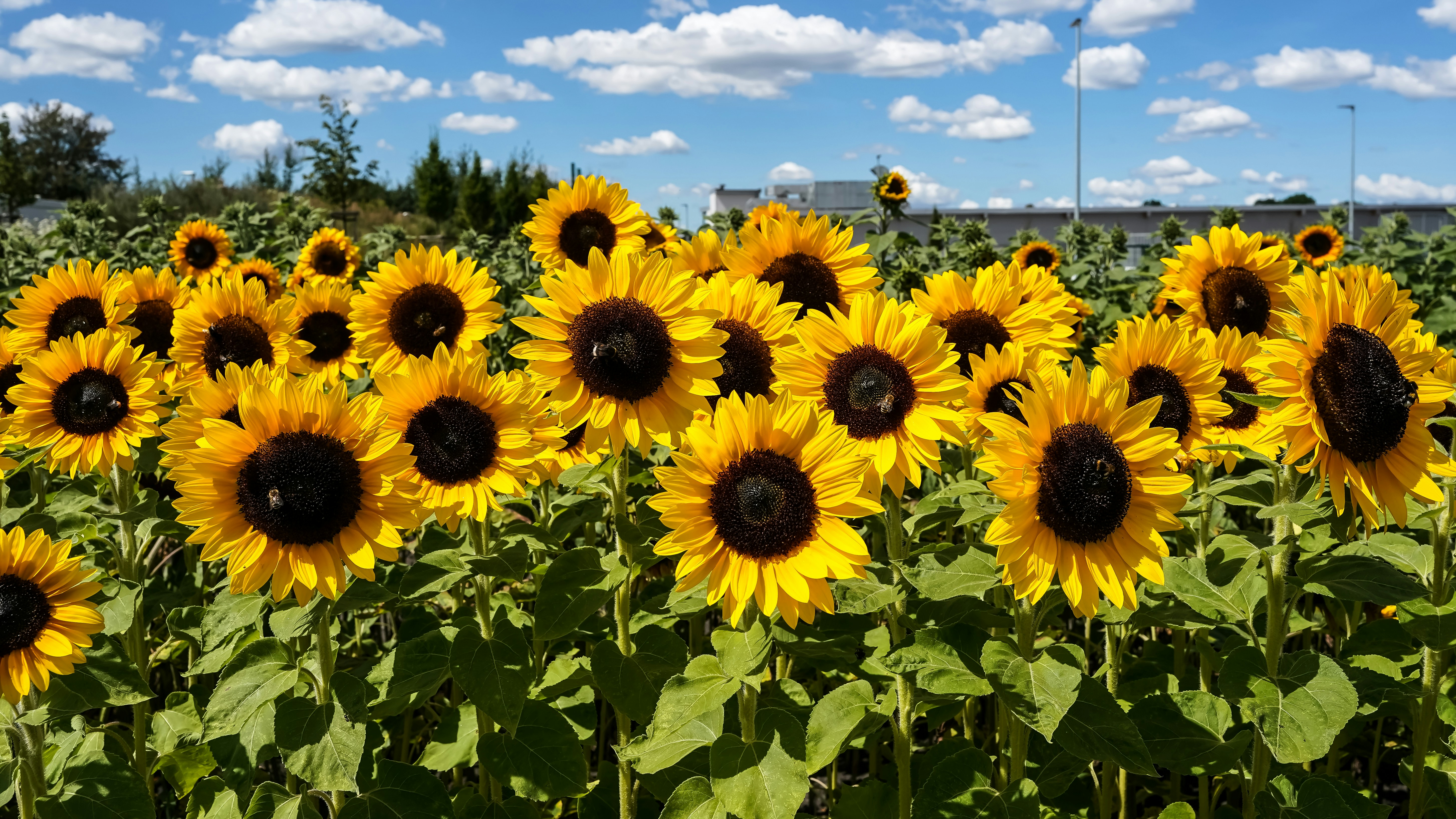 Sunflower Sea: A Golden Field Under Wide Blue
