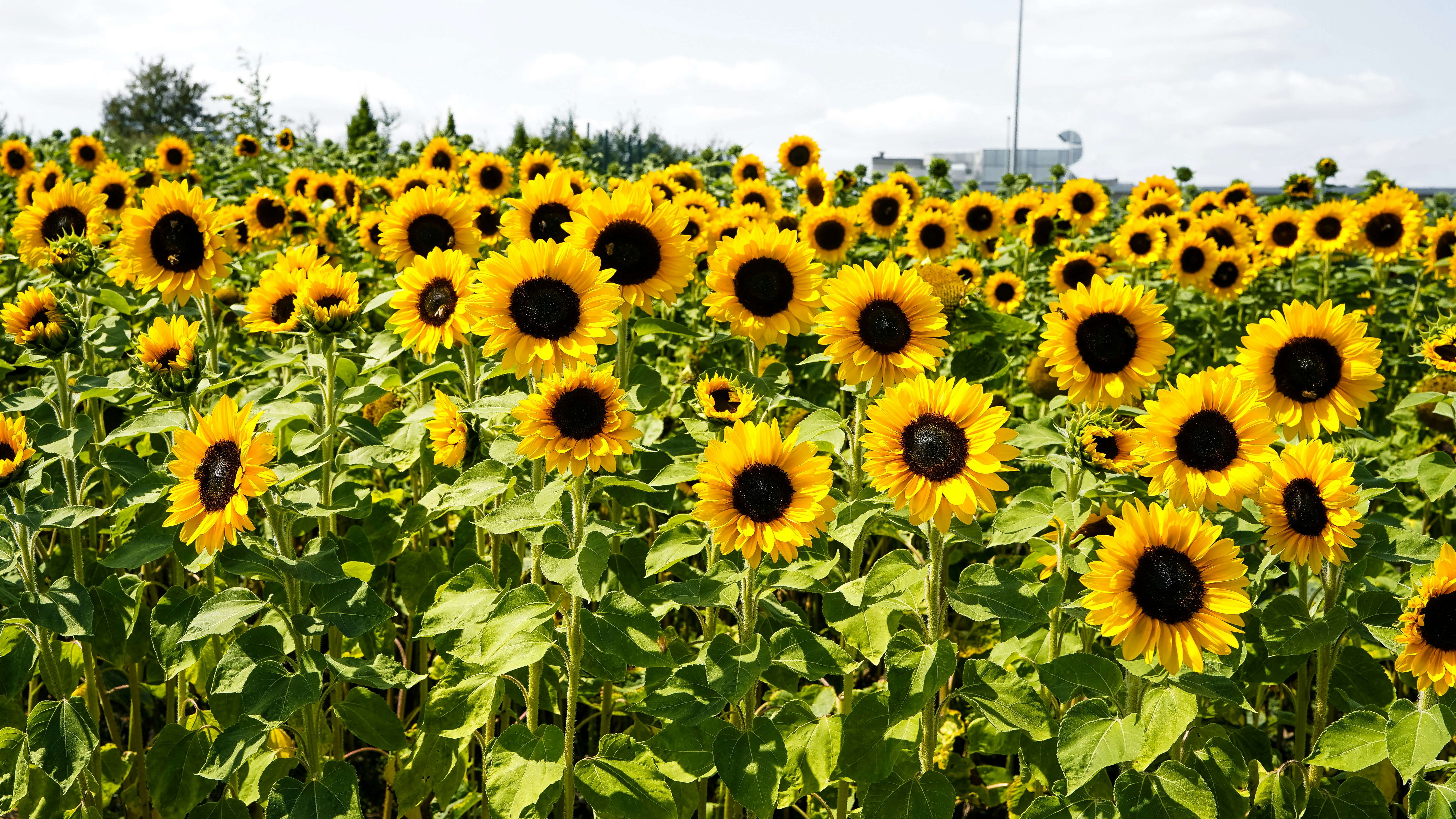 Sunlit Sea of Solace: A Field of Golden Disks
