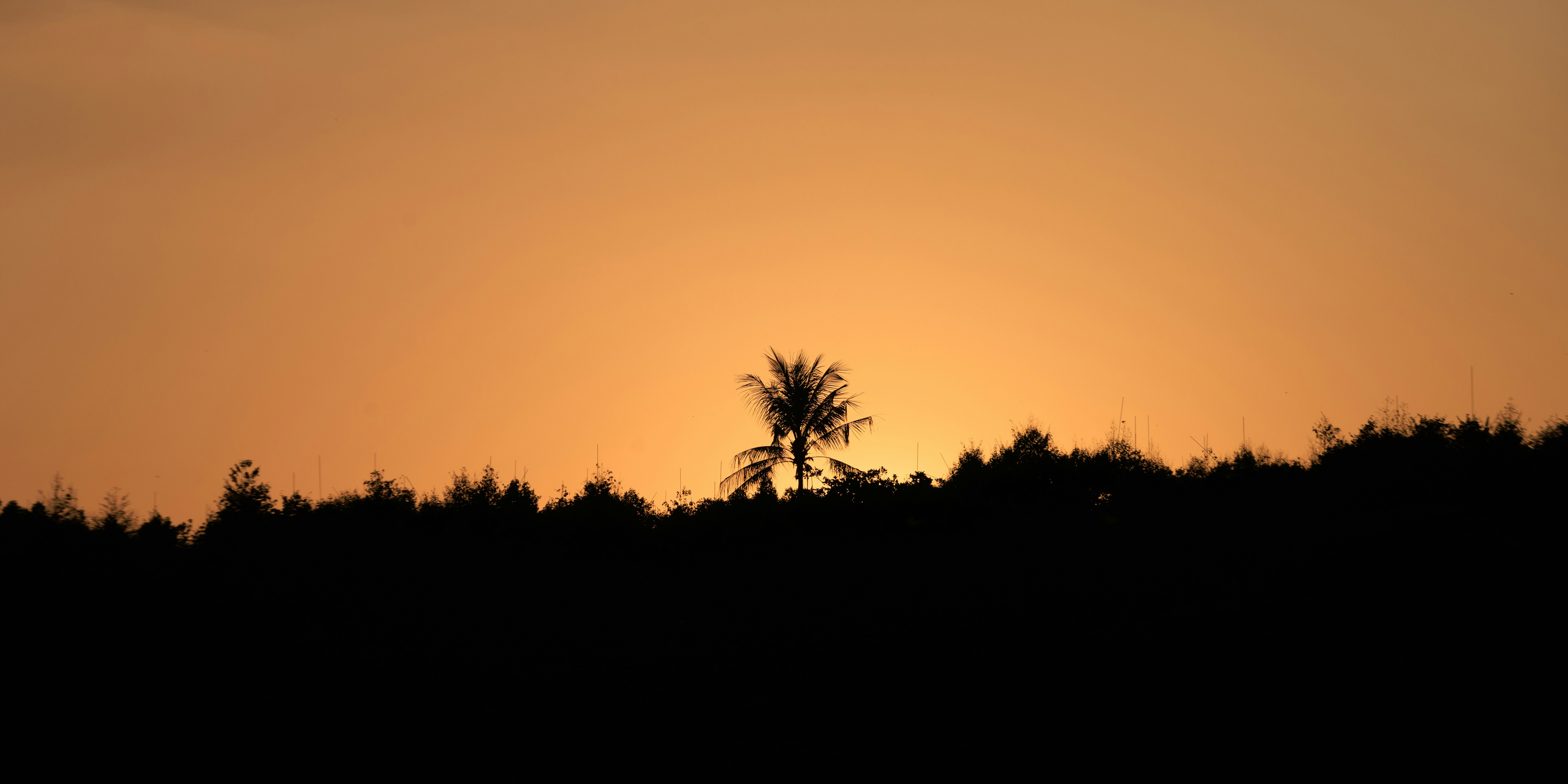 Sunset Silhouette: A Lone Palm Crowned by a Radiant Sky