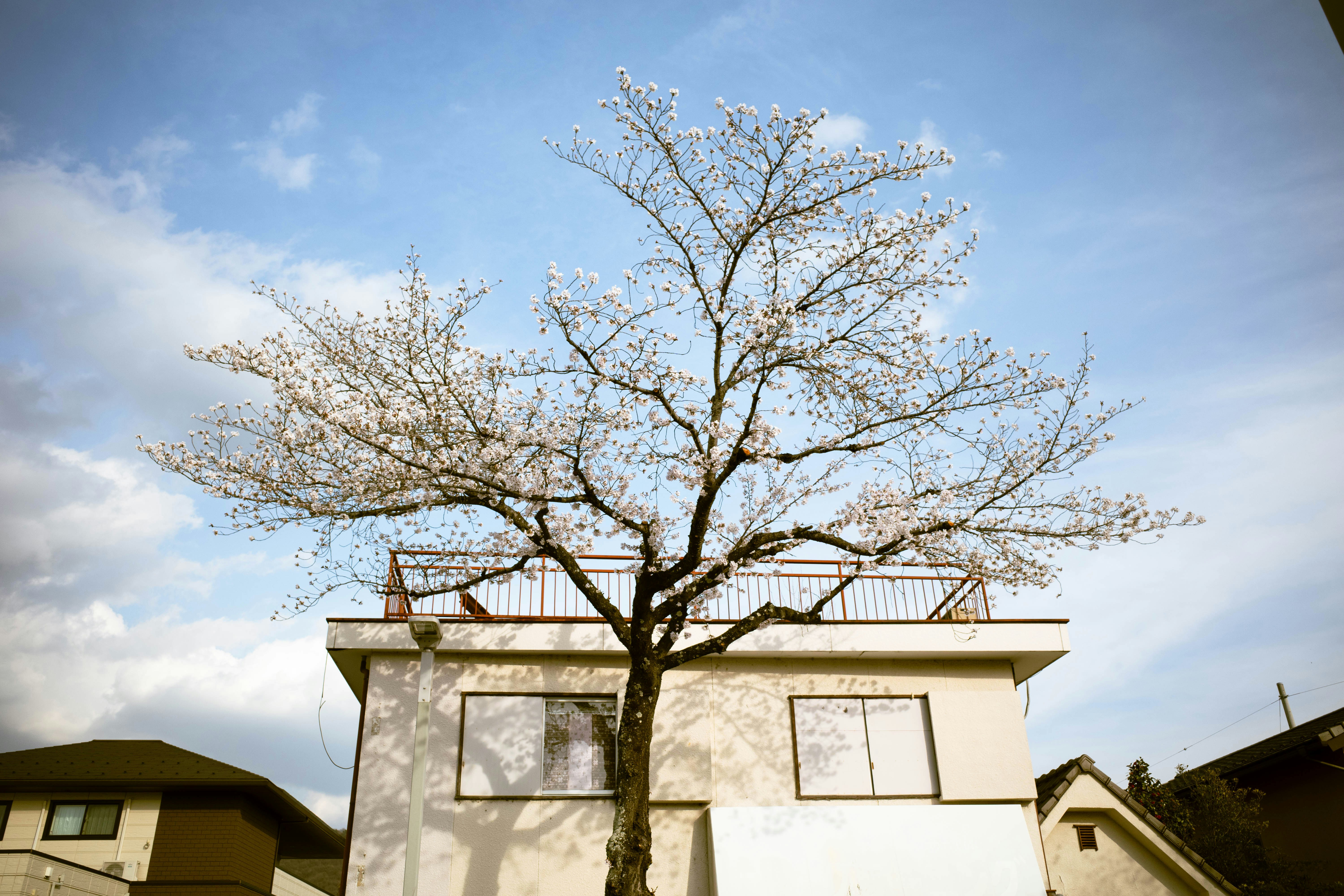 Blossom Crown Above a Quiet Suburban Home