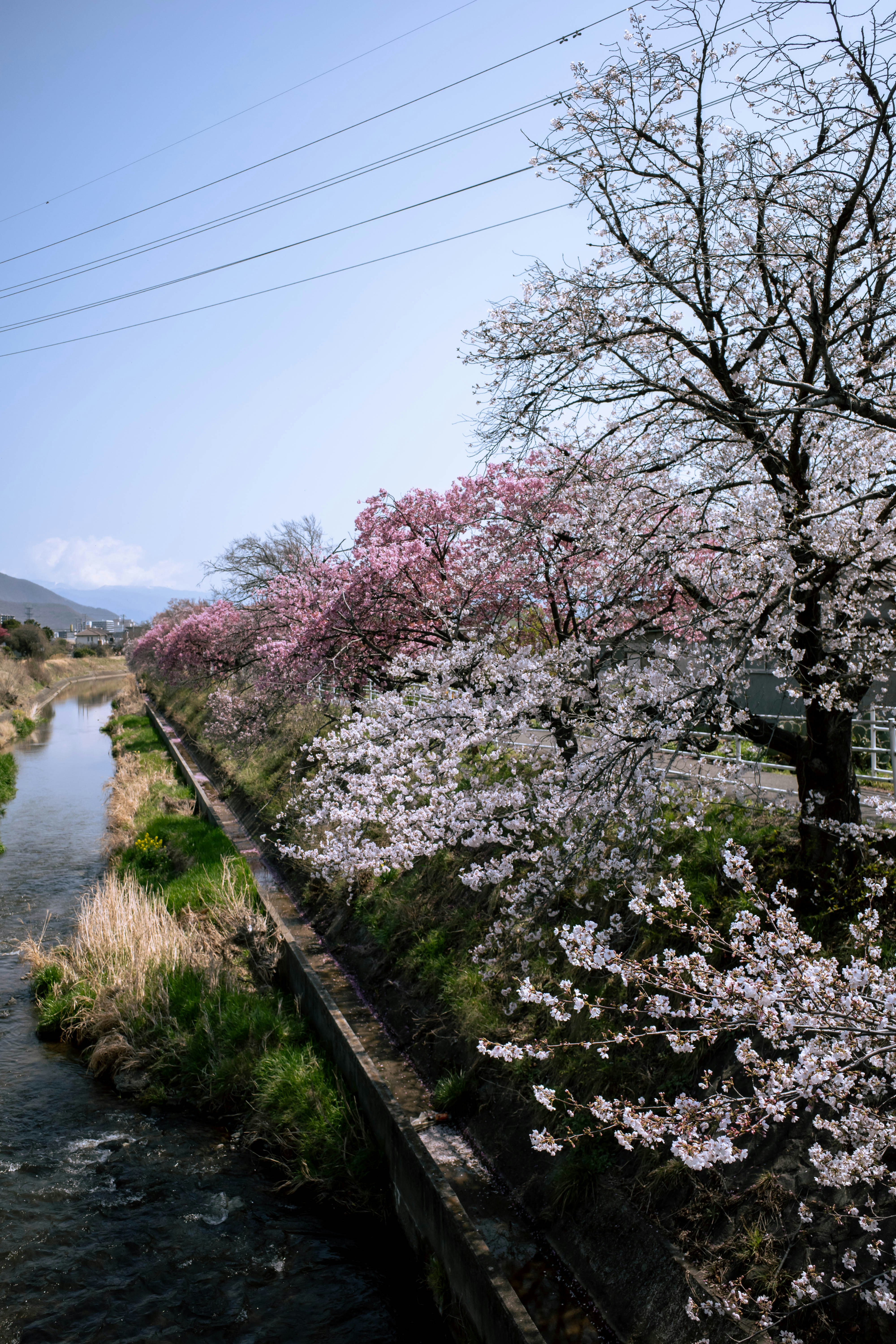 Cherry Blossom Row Along a Shallow Canal