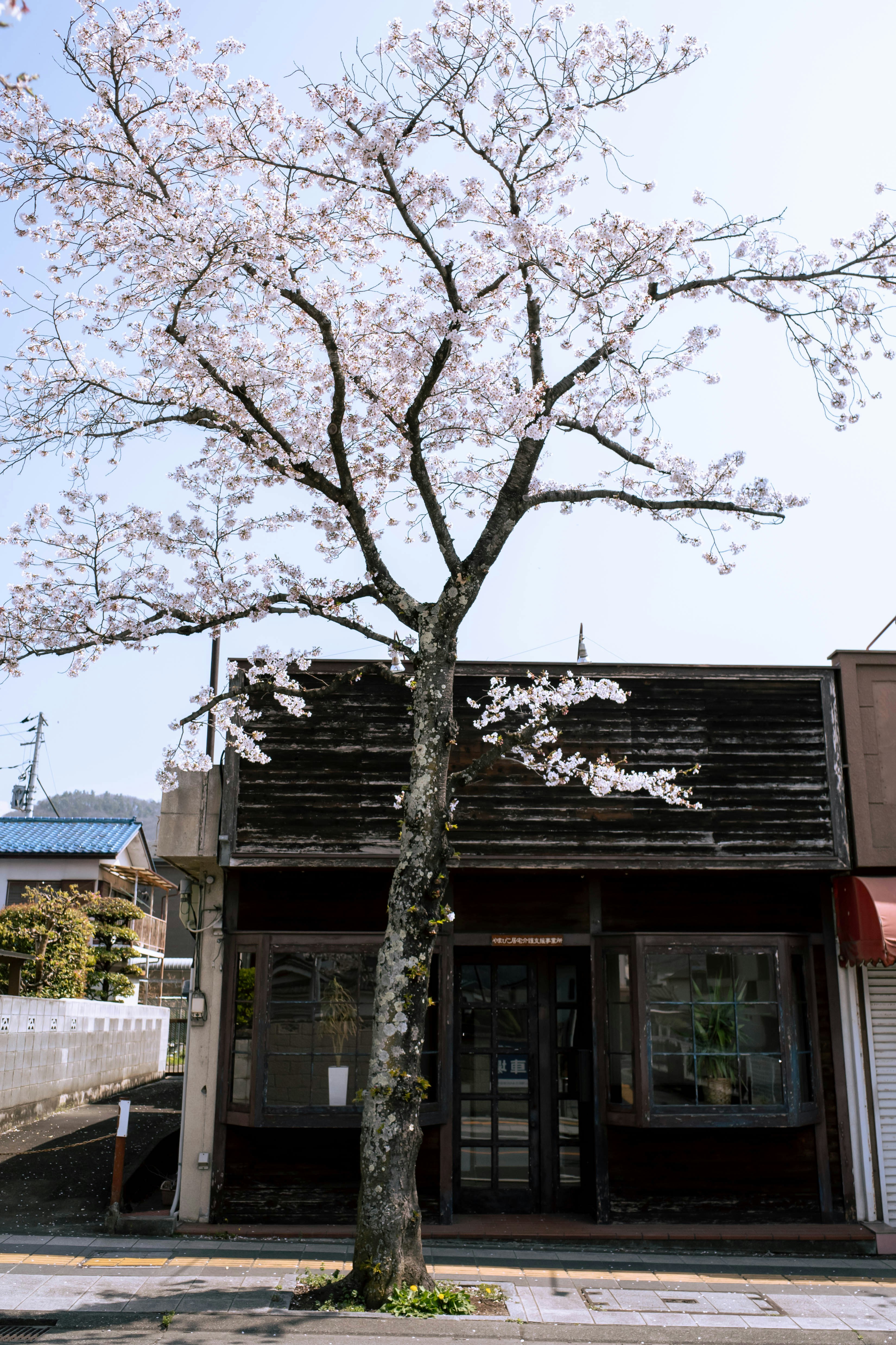 Blossom Arbiter: A Cherry Tree Framing a Quiet Streetfront
