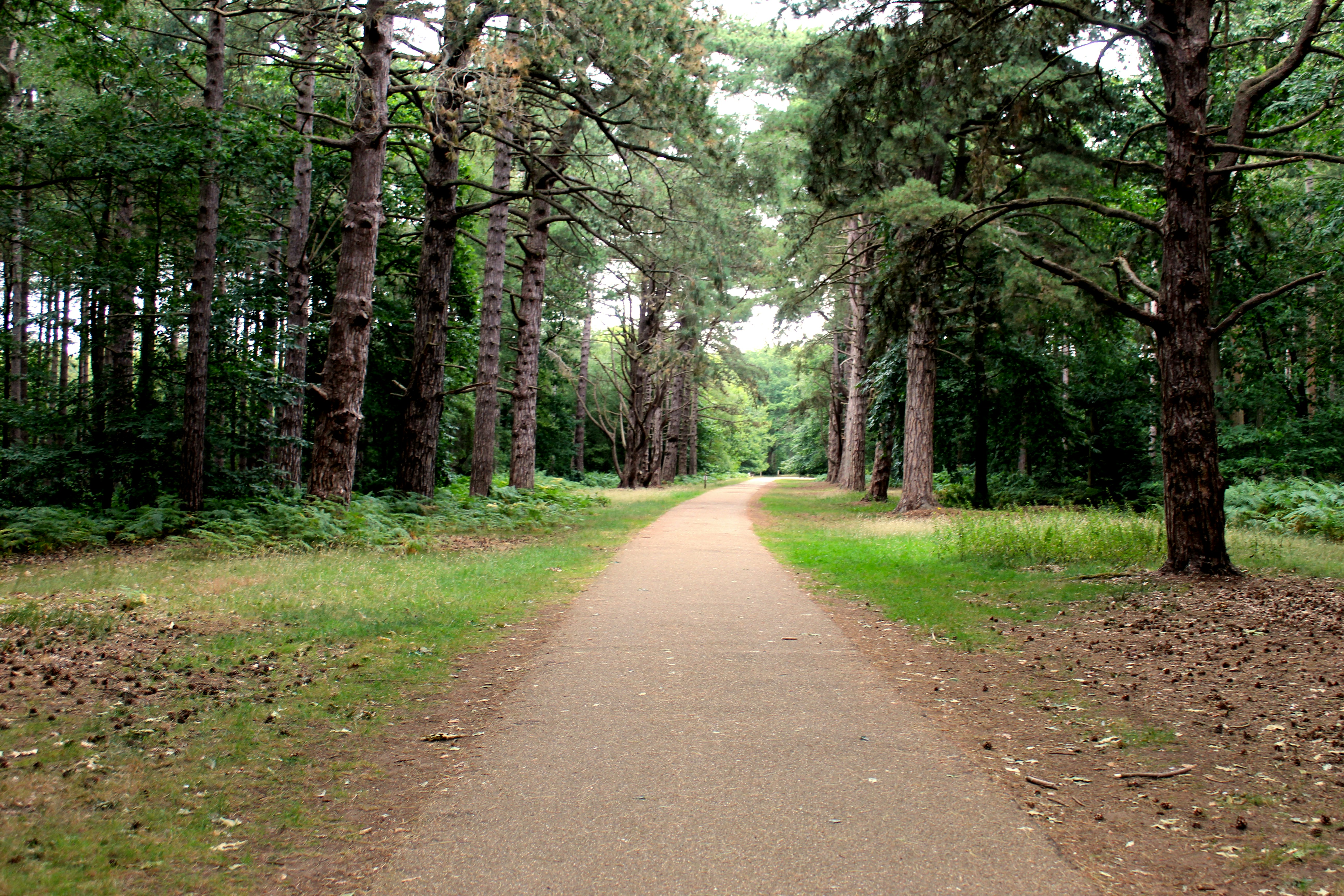 Path Through the Quiet Pines