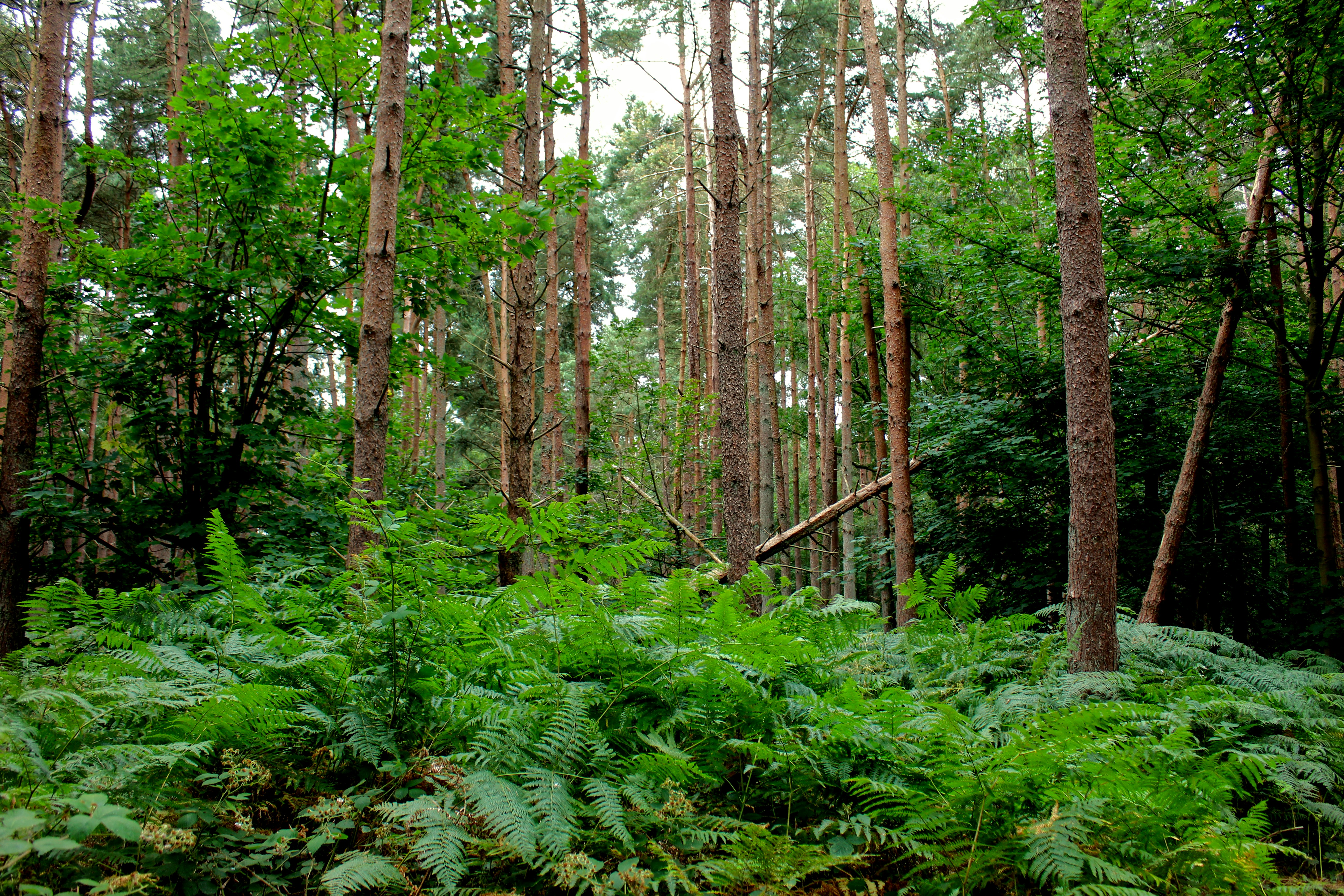 Sunlit pine forest with dense fern understory creating a lush, layered scene.