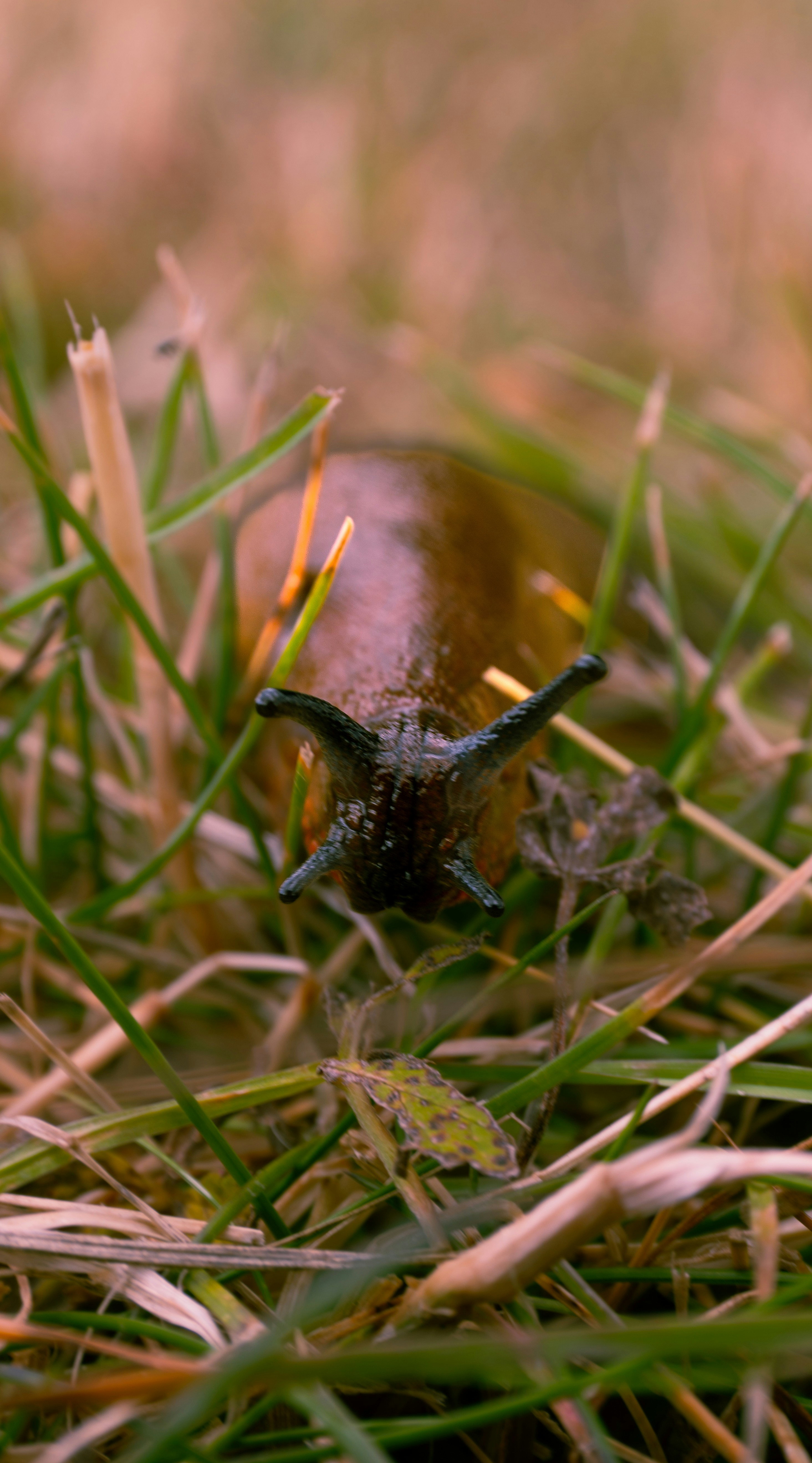 Hidden Challenger Among Weeds: A Ground-Level Frog Slug
