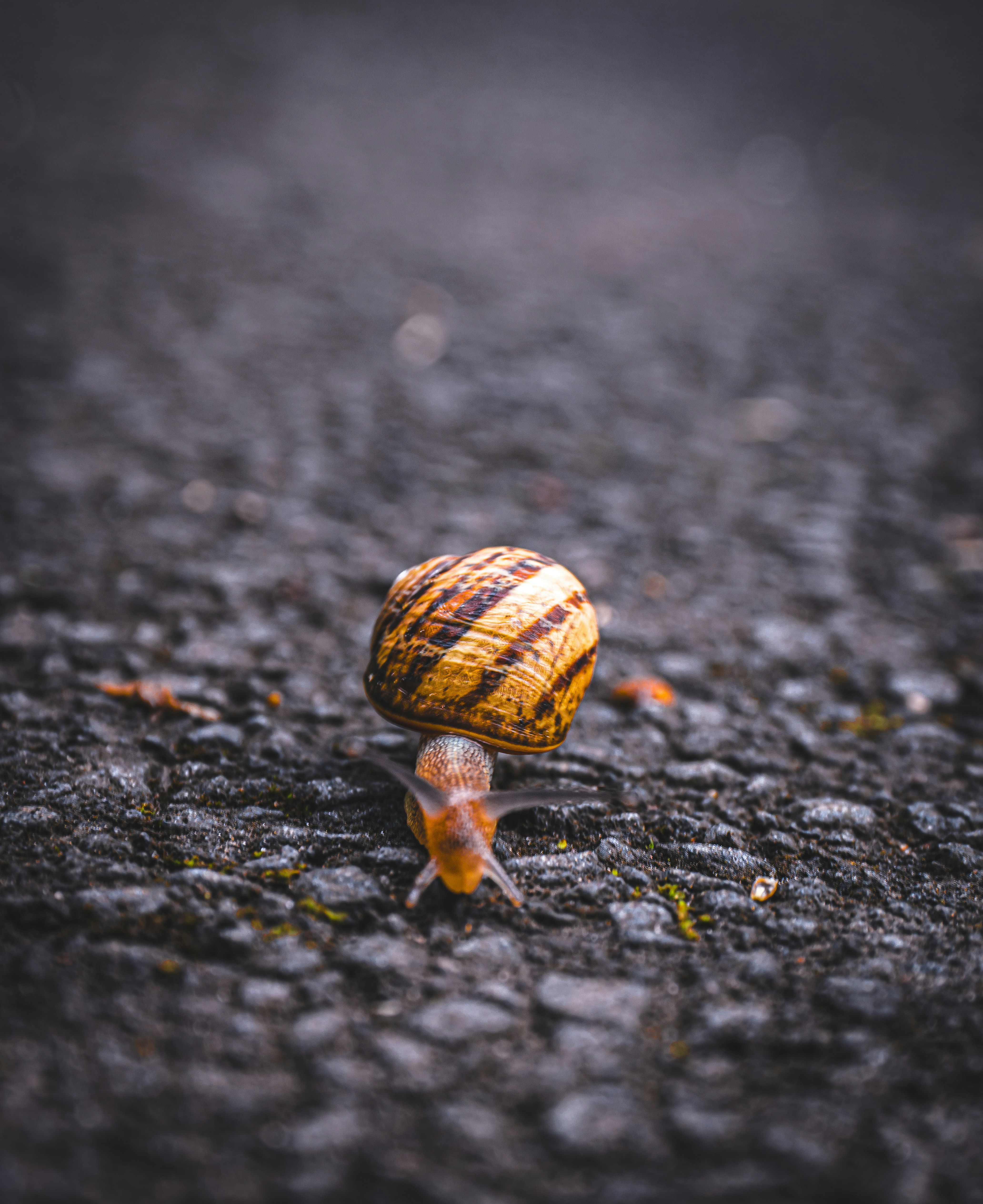 Golden-striped snail on a rain-speckled pavement
