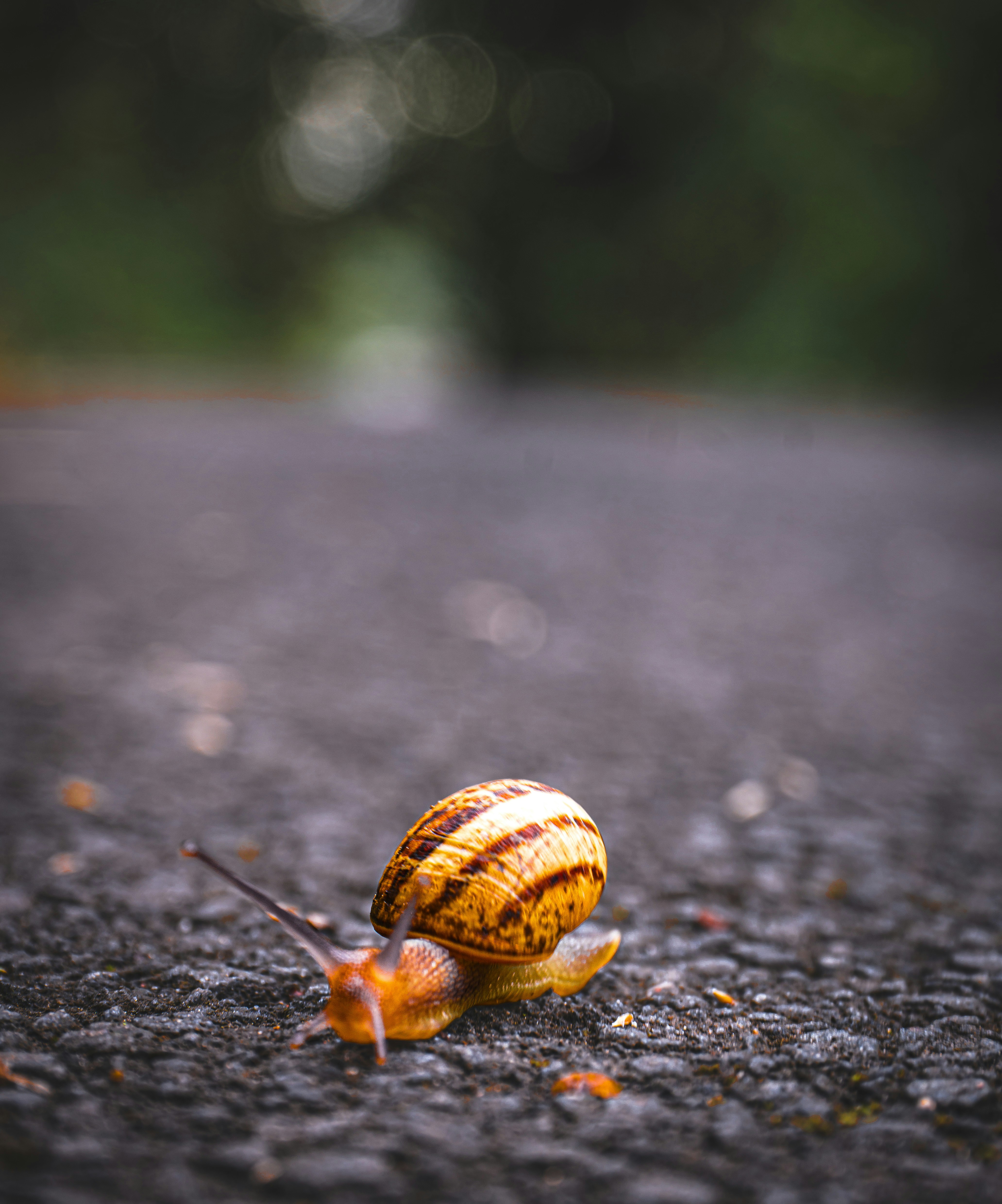 Slow Journey: A Tiny Snail Traverses the Quiet Road