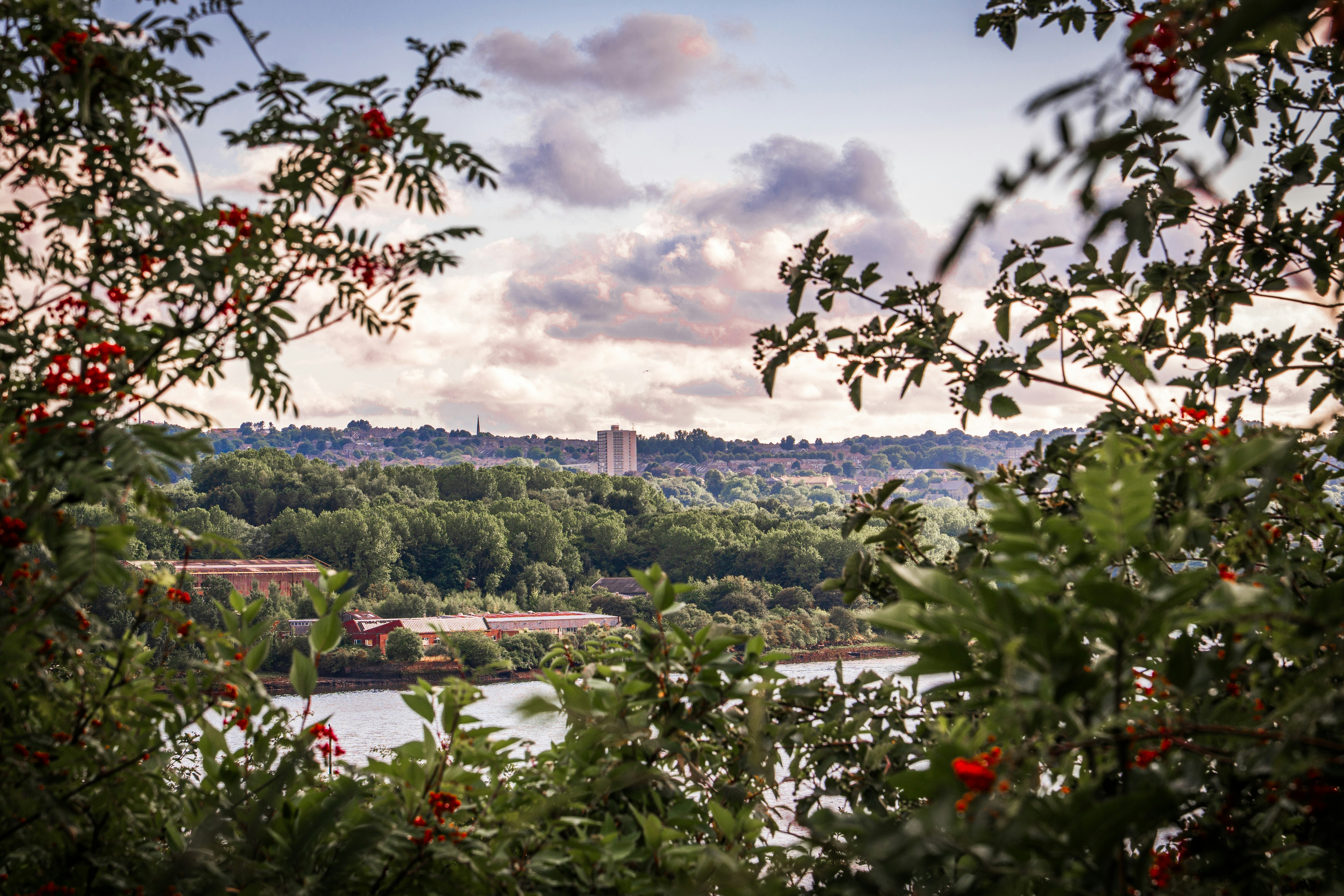 Framed by Red Berries: Quiet Riverside Panorama