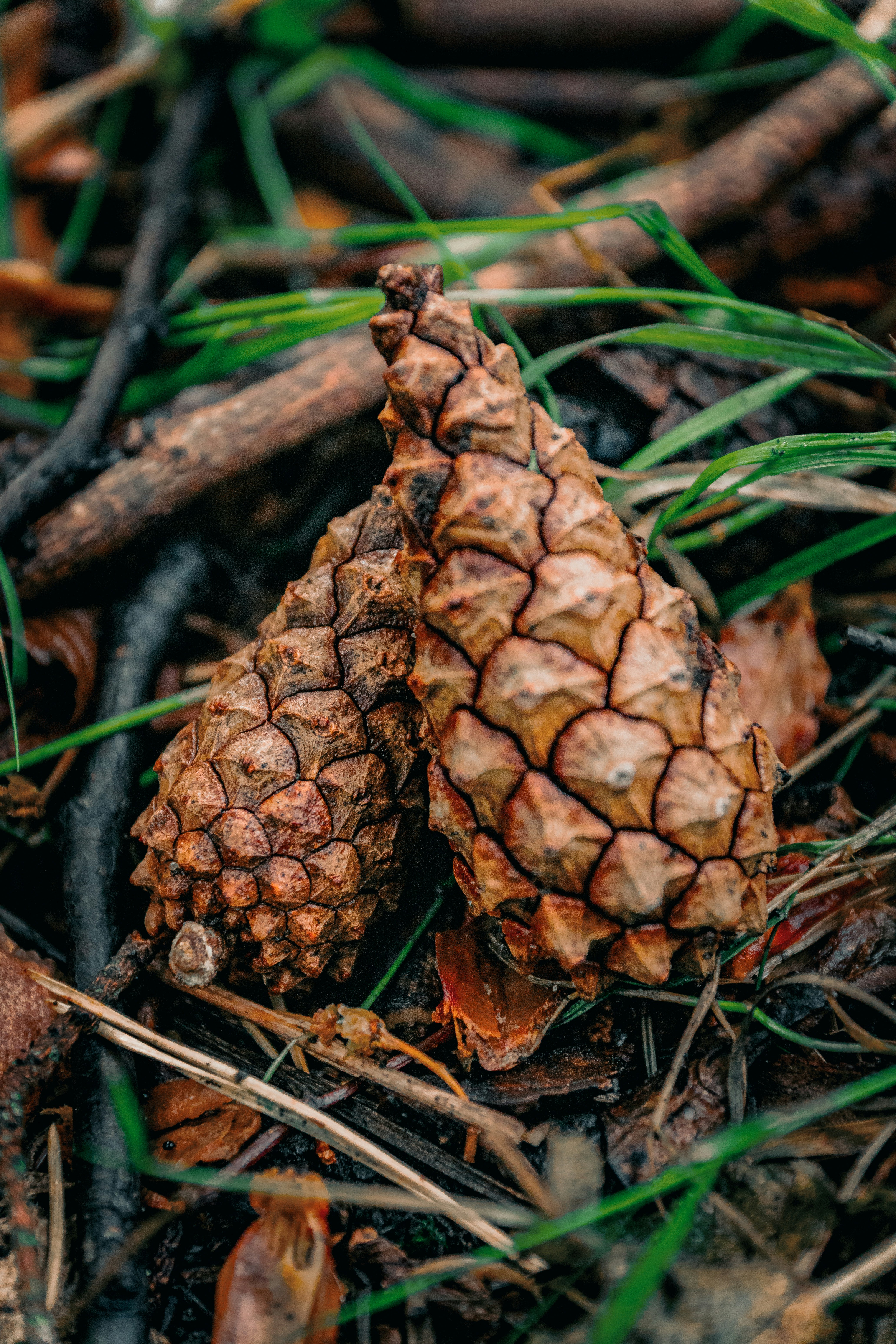 Twin Pine Cones Resting Among Fallen Pines and Green Sprigs