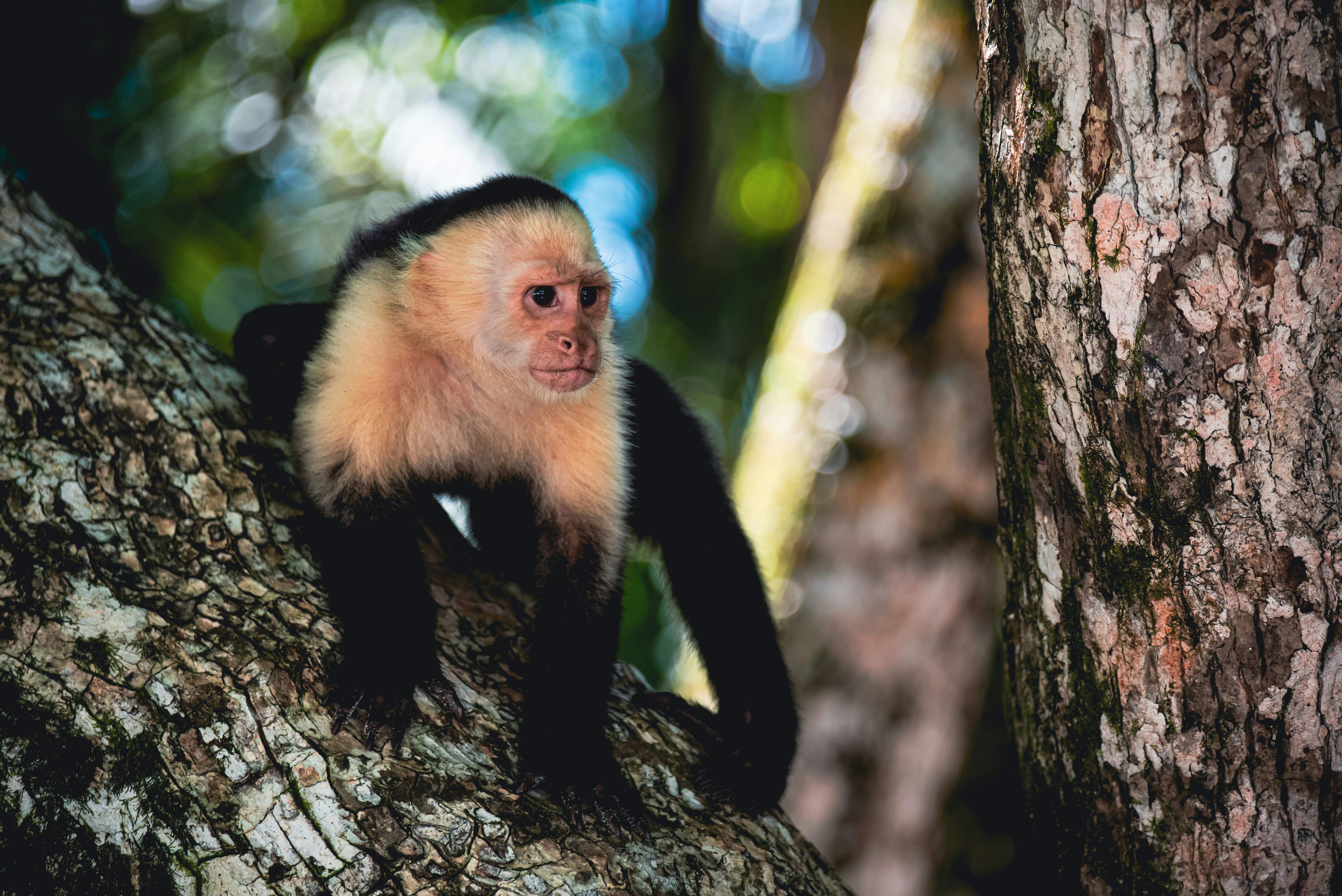 Curious Capuchin Perched on a Sunlit Trunk
