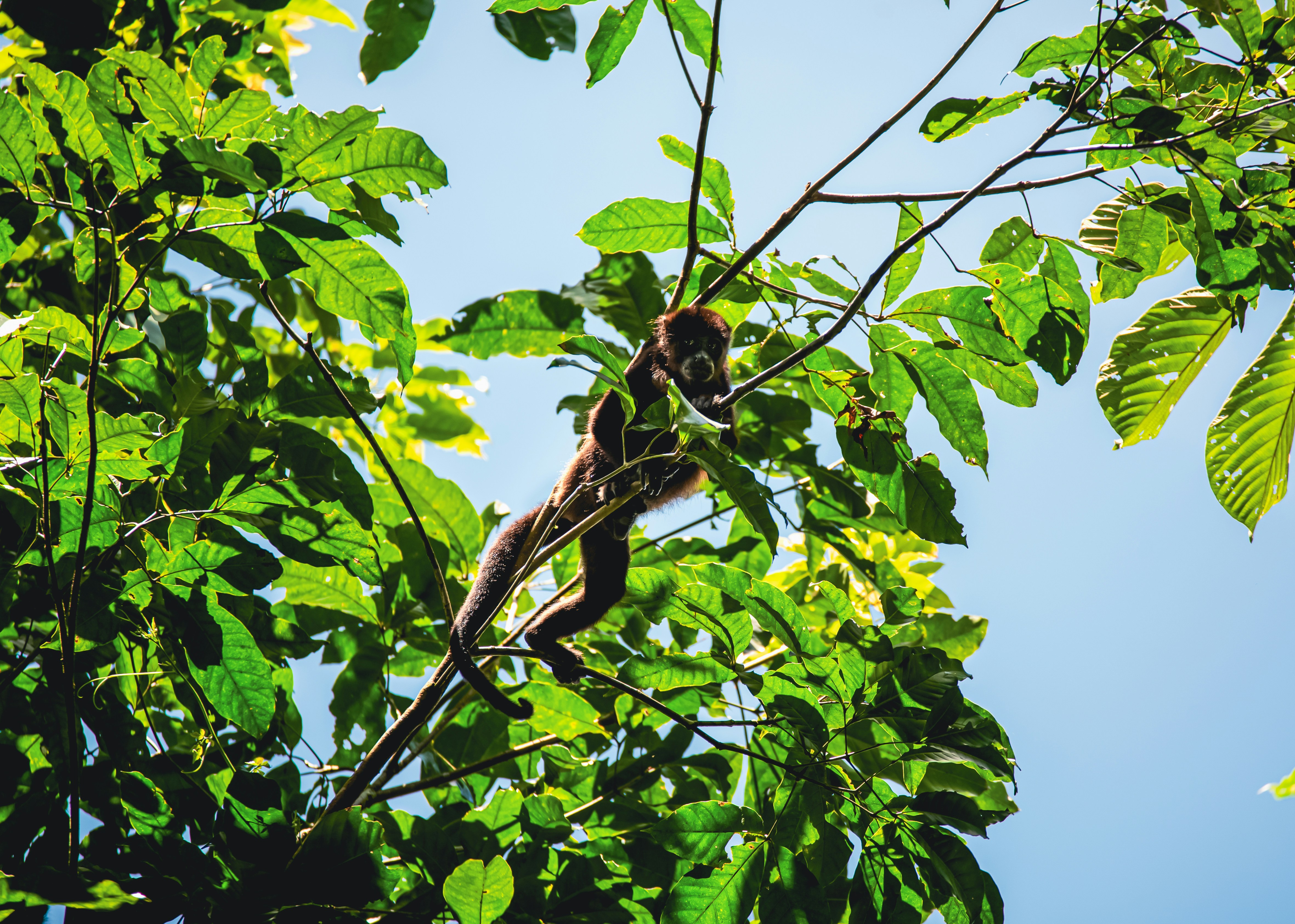 Aloft in Green Canopy: Monkey Amidst Sunlit Foliage