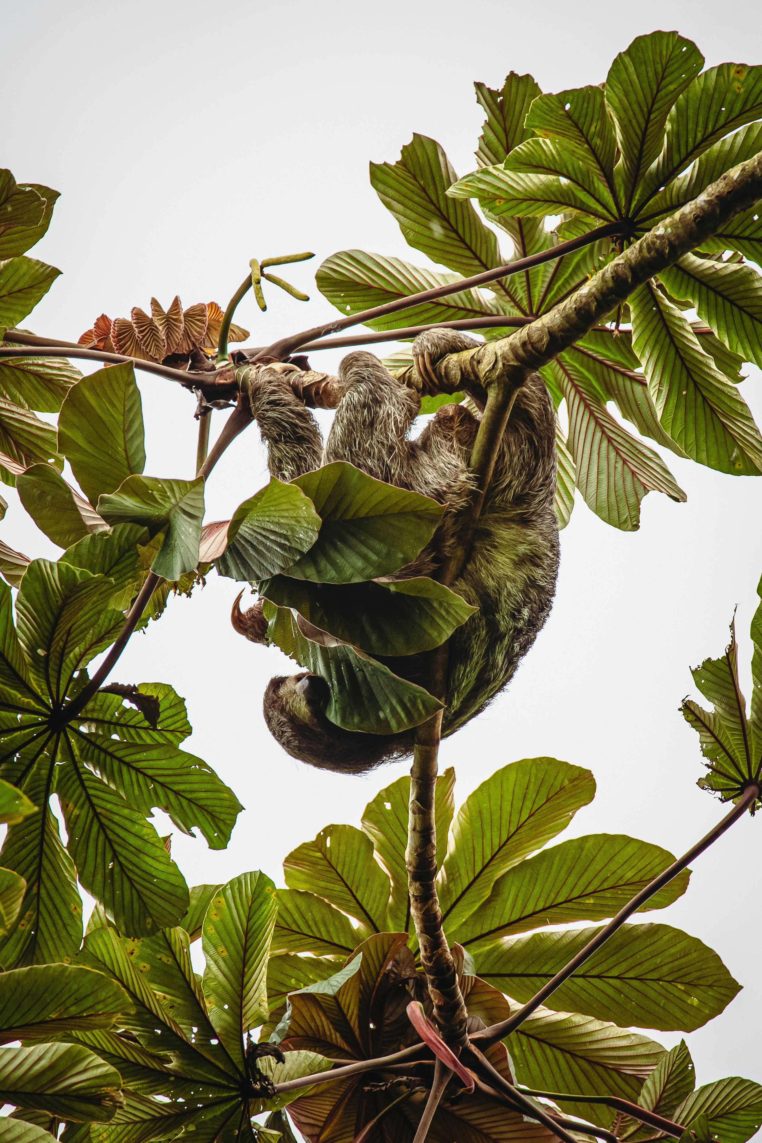 Slumbering Apex: A Sloth Clings to a Moonlit Monsoon Canopy