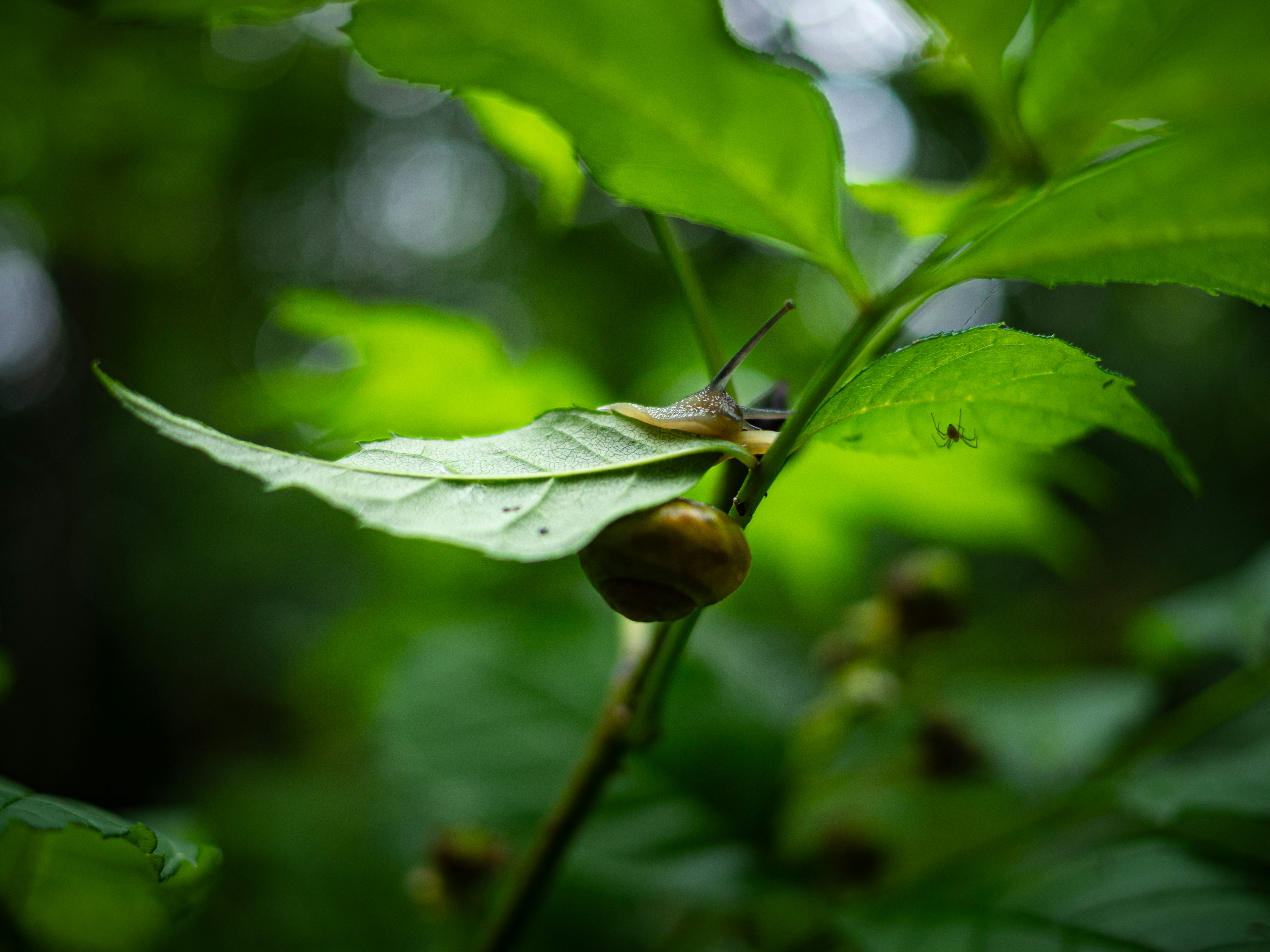 Small fruit forming along a green stem amid broad leaves in a soft, shallow-depth garden scene.