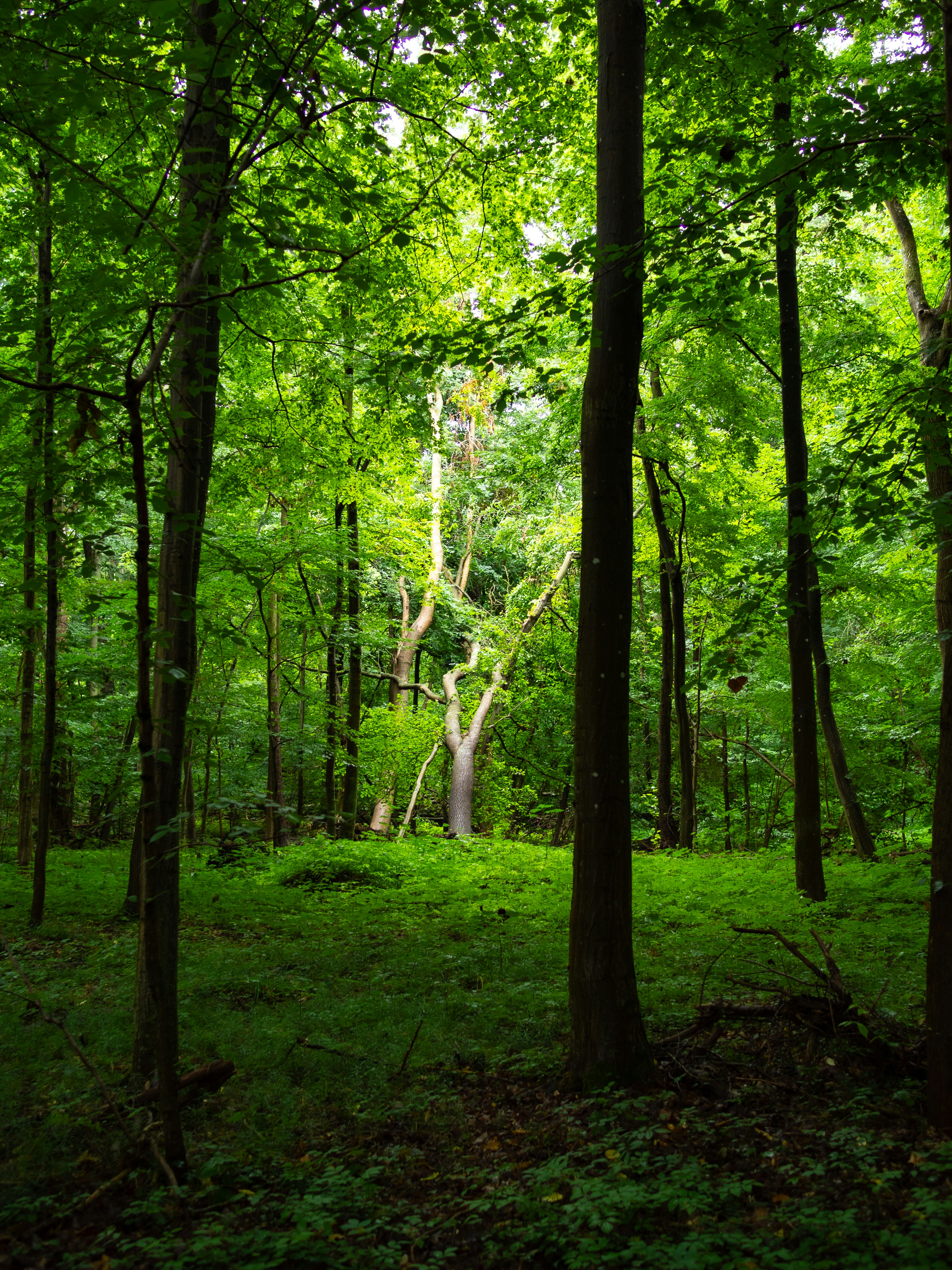 Sunlit Sentinel: A Quiet Path through Dense Green