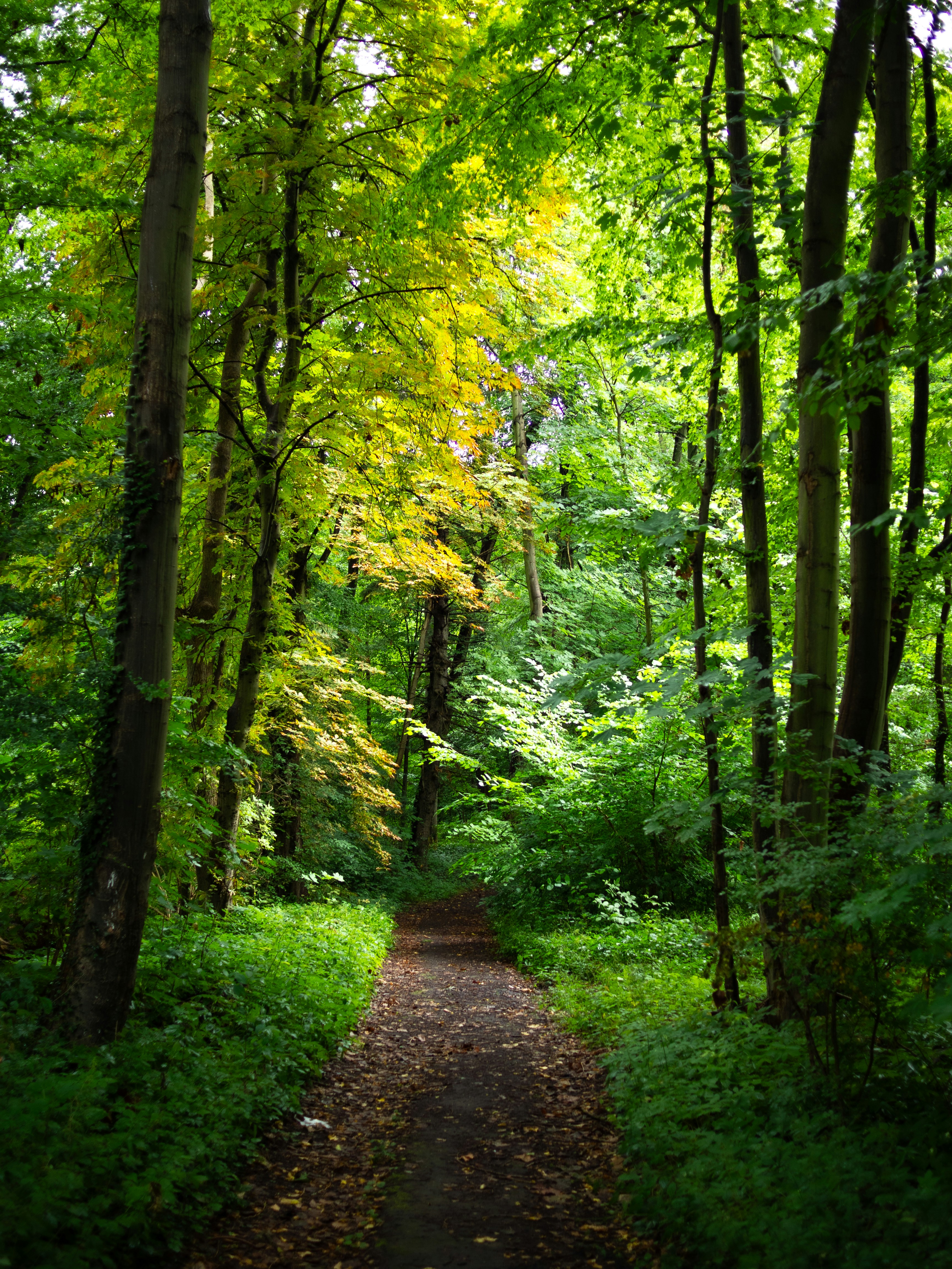 Forest Pathway in Dappled Spring Light