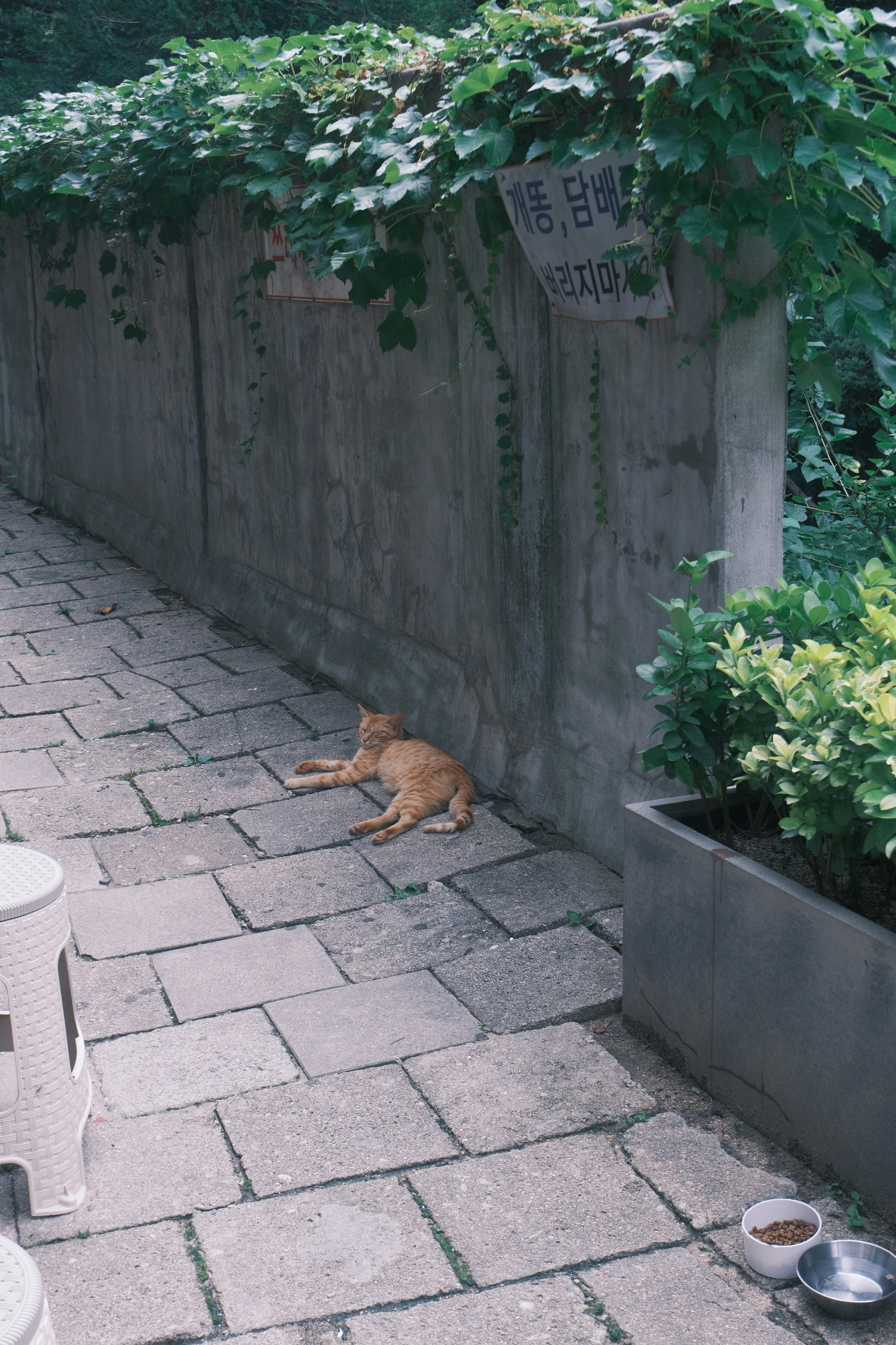 Sunlit Rest: A Ginger Cat Slumbers Along the Garden Wall