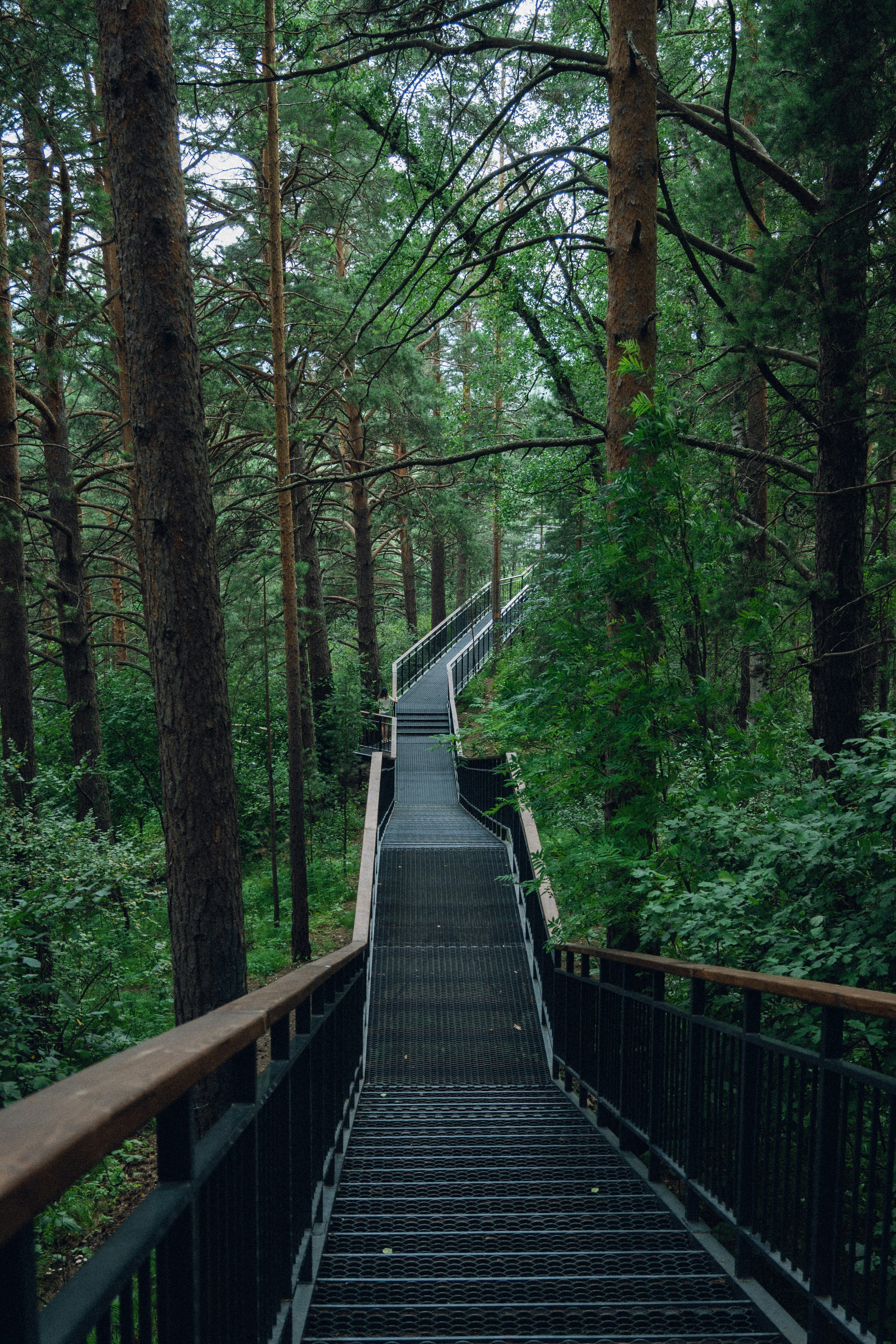 Forest Skybridge: A Metal Path Through Green Cathedral