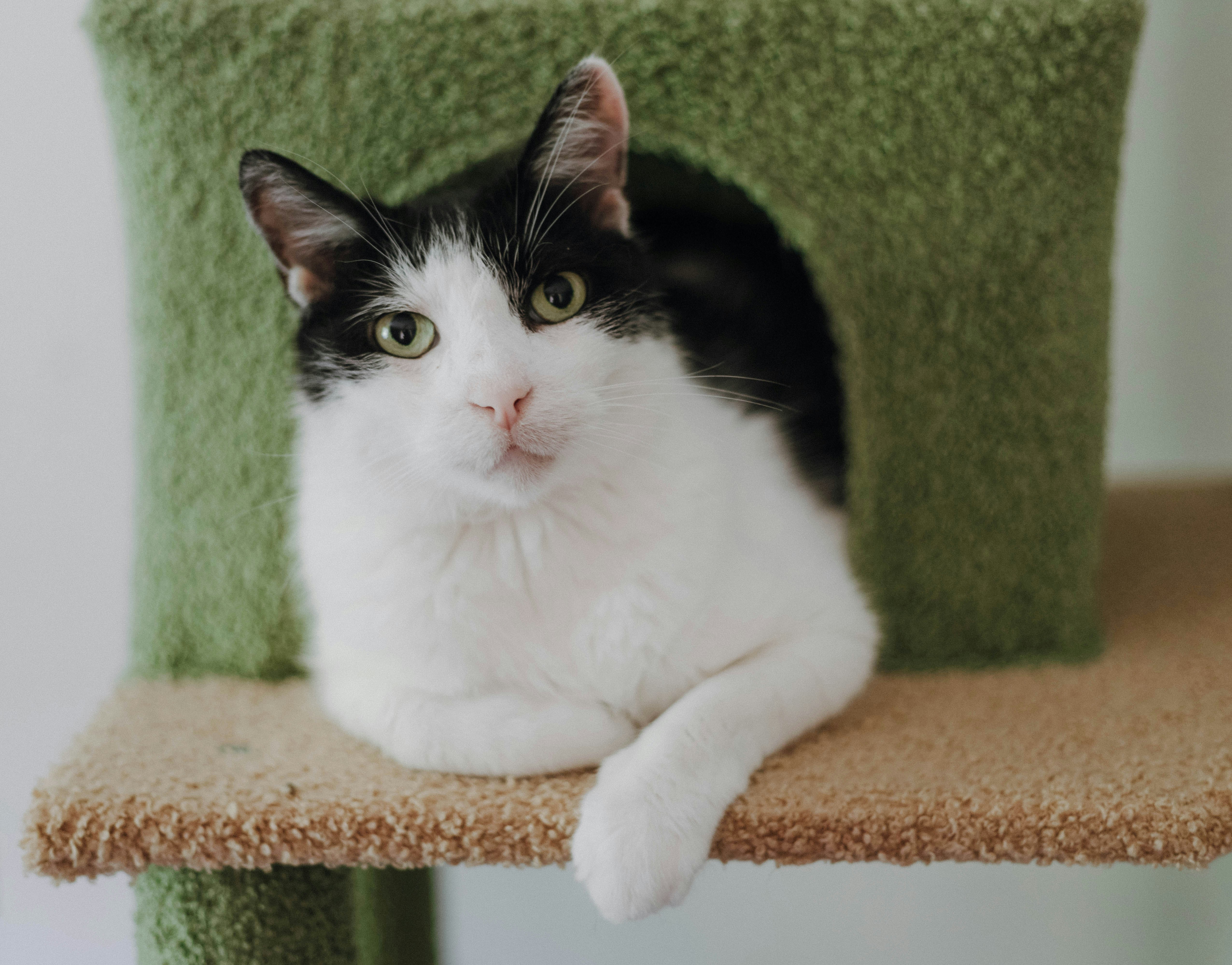 Curled in a Green Hideaway: A Cat's Quiet Gaze from a Cozy Perch