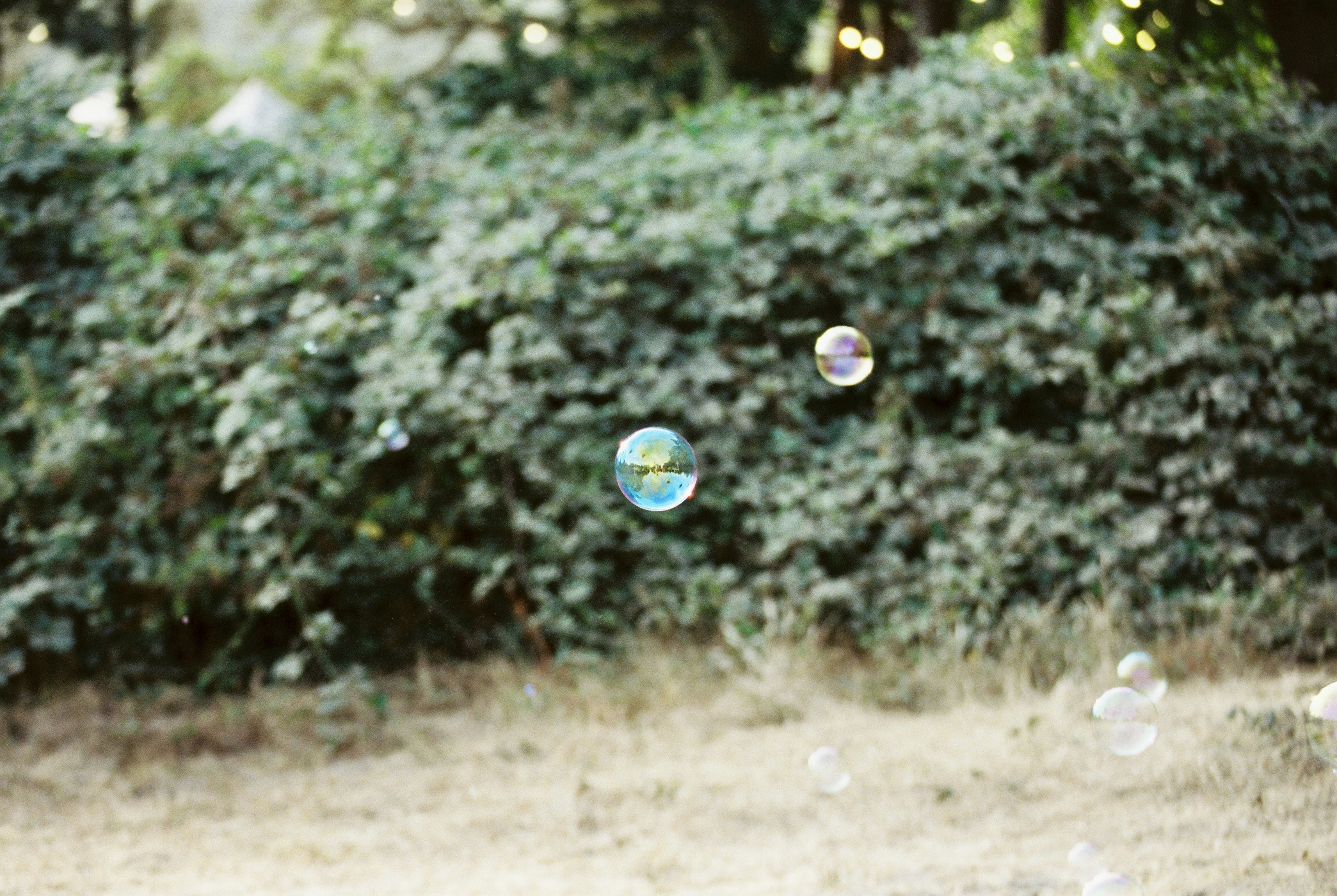 Bubbles float in front of a grassy clearing with a dense hedge in the background, catching soft natural light.