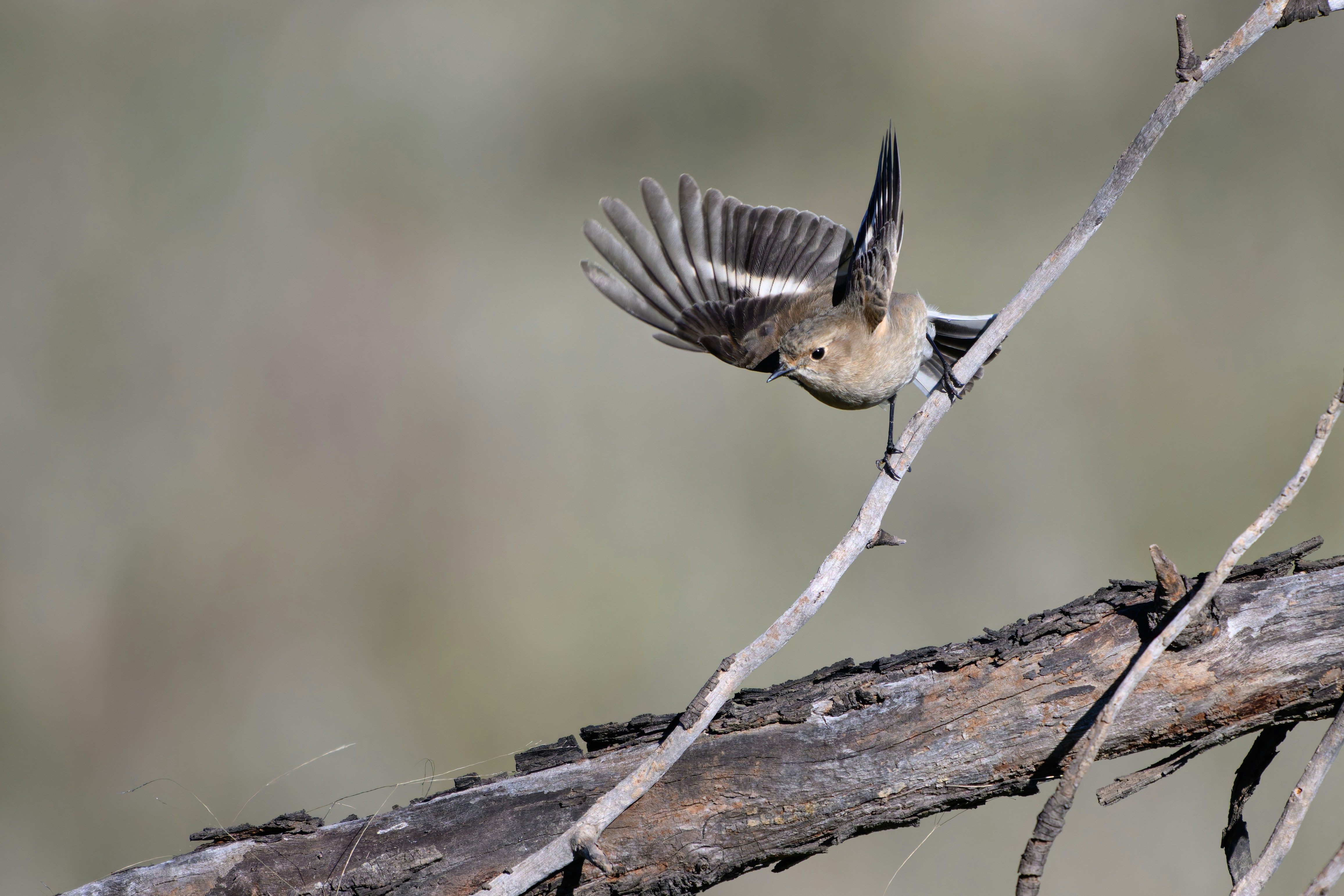 Wingbeat at the Branch: A Small Bird in Mid-Launch