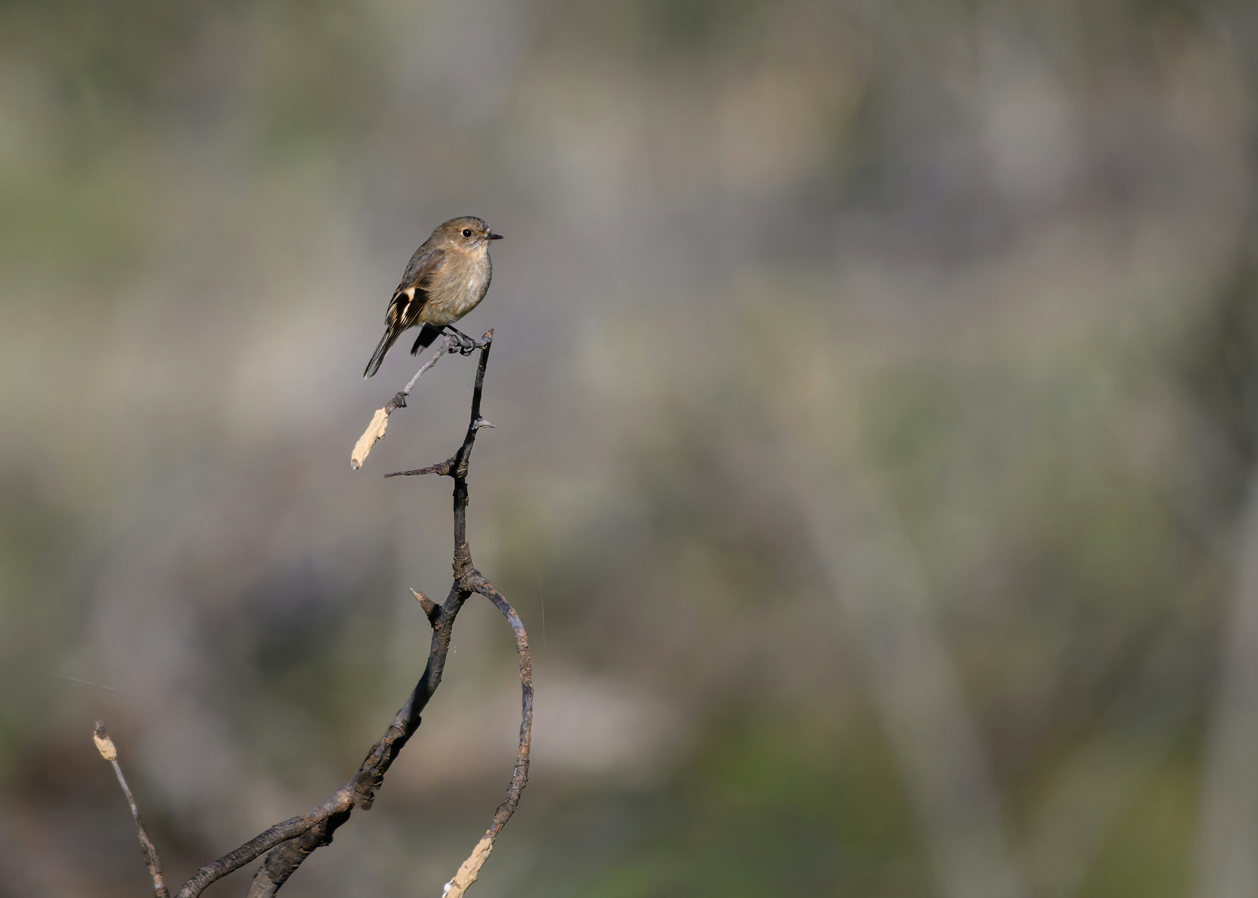 Perched on a withered twig, a small songbird surveys a quiet landscape